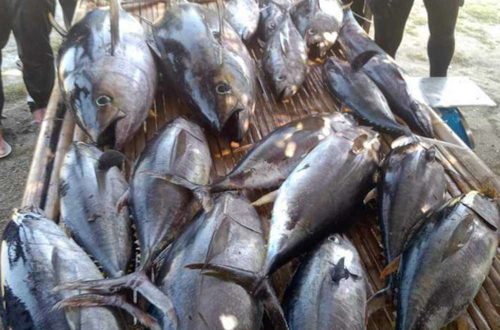 Abundant catch a big help to fishermen in Ilocos Norte