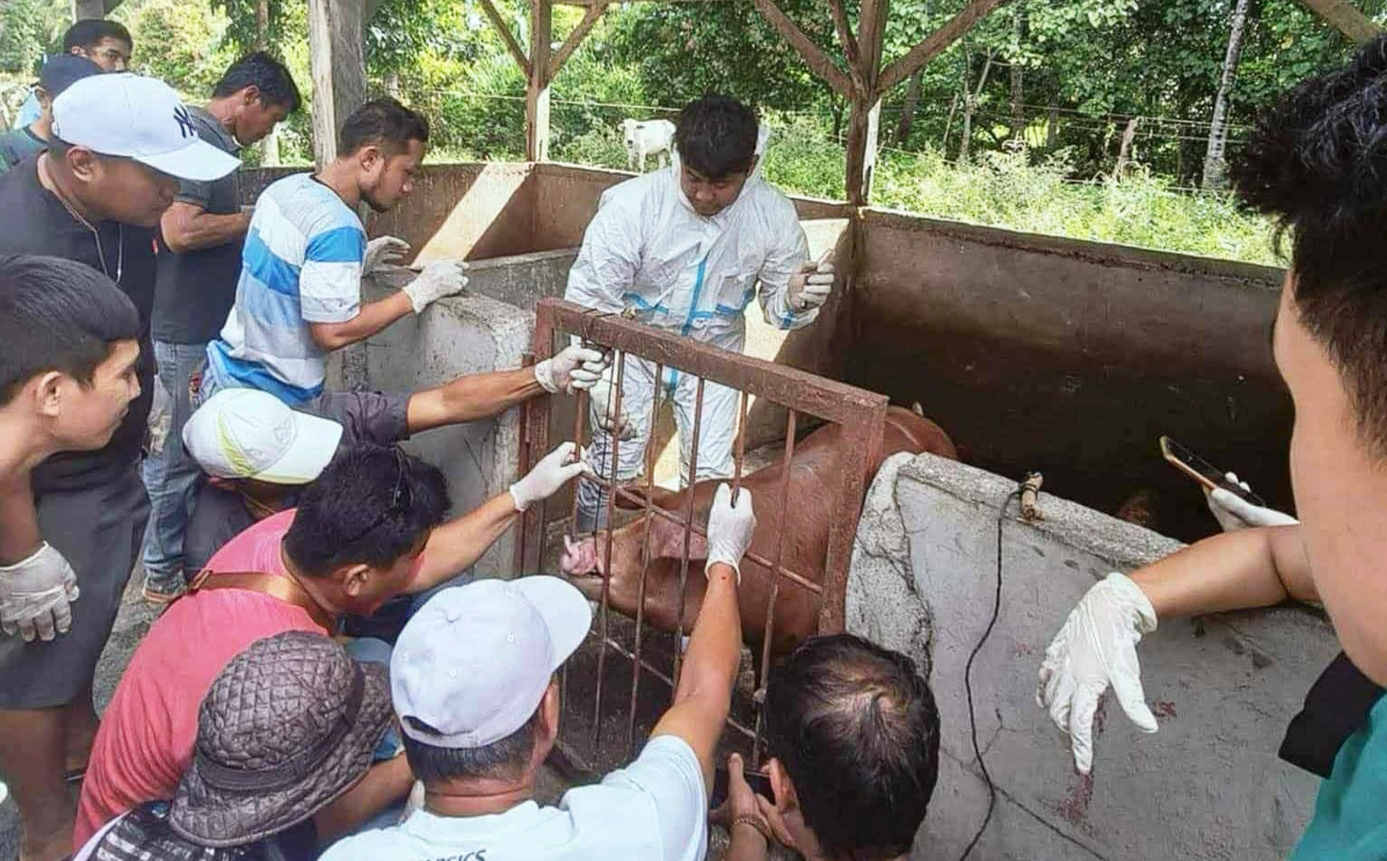 Barangays affected by ASF in Cotabato now 75