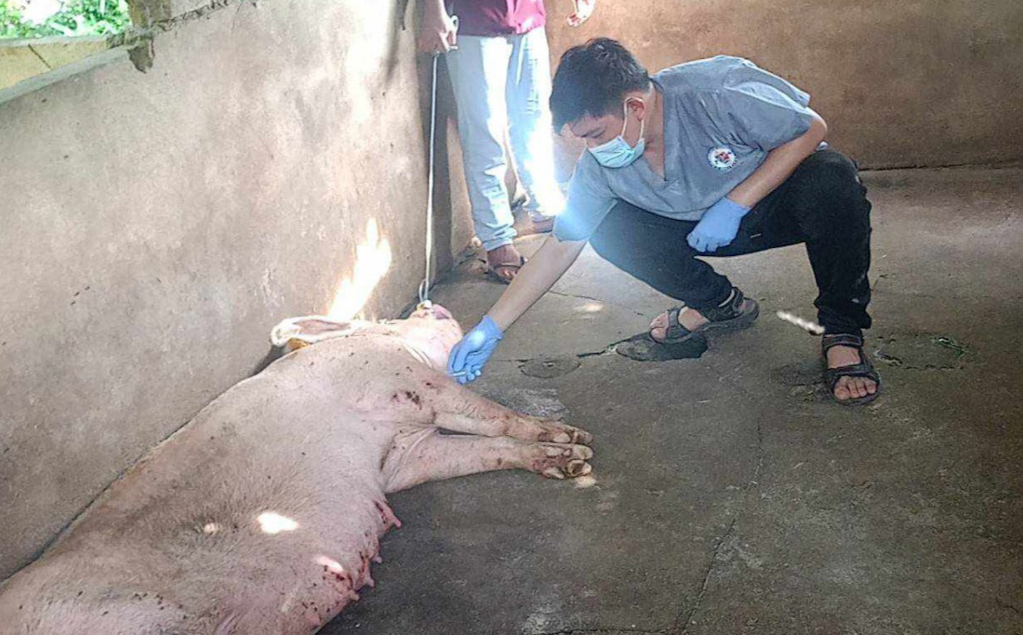 Batangas brgy with 20 piggeries on heightened alert for ASF