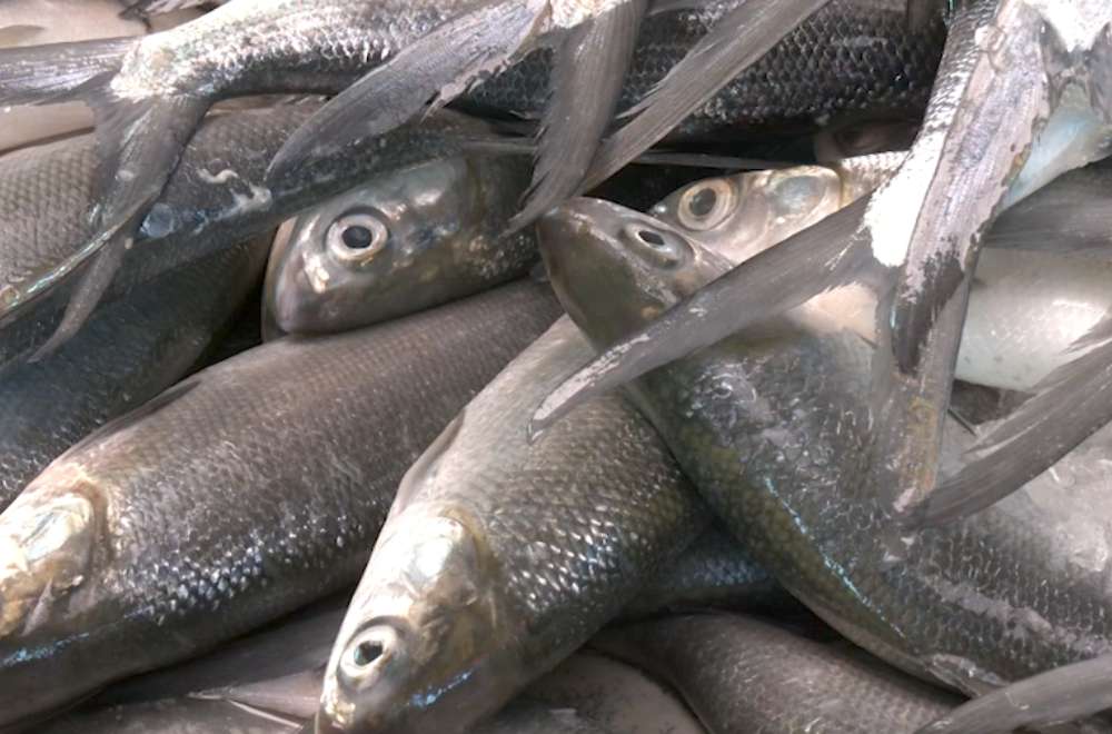 Price of bangus drops by P20 in Dagupan City