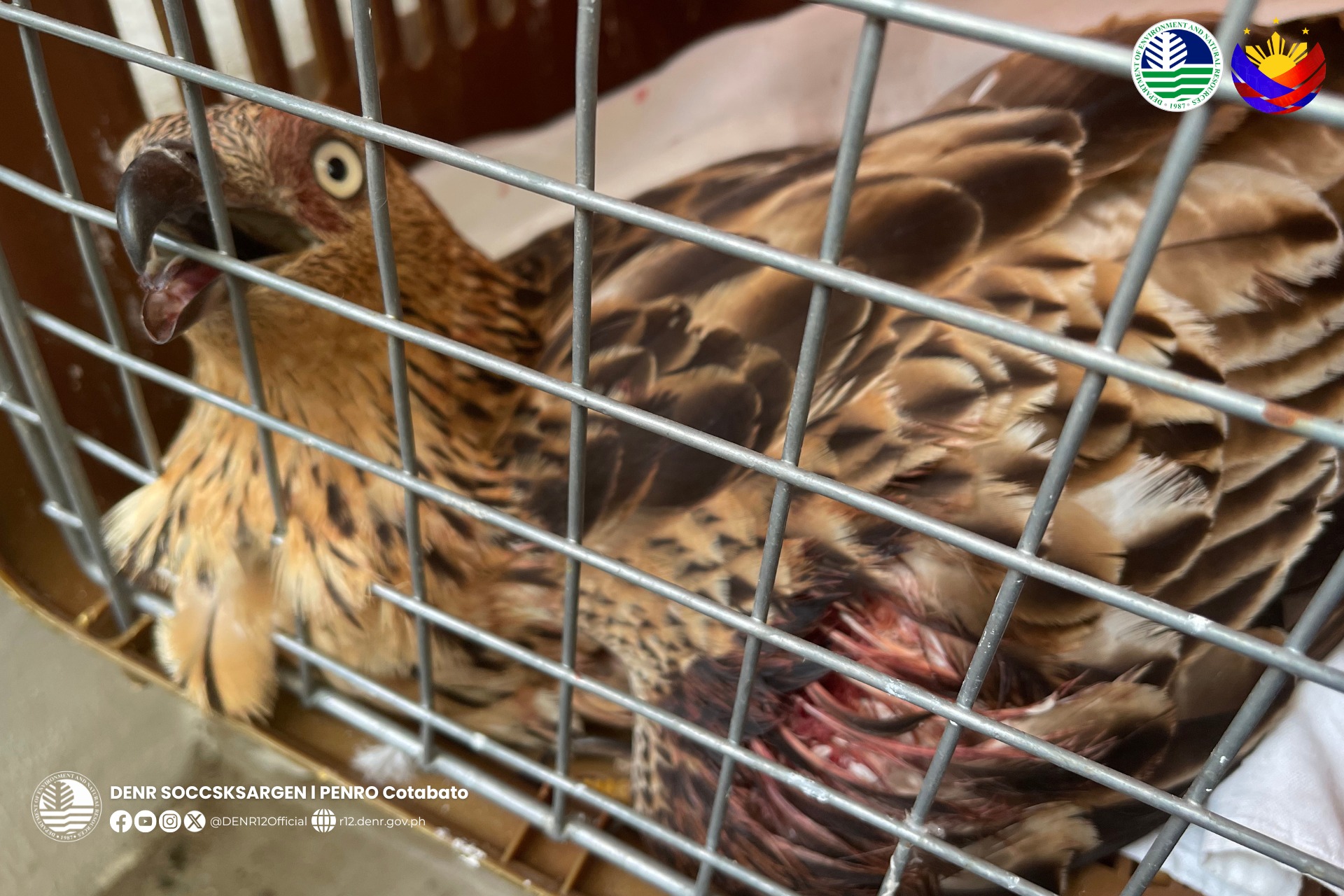 Bird with gunshot wound rescued in Cotabato