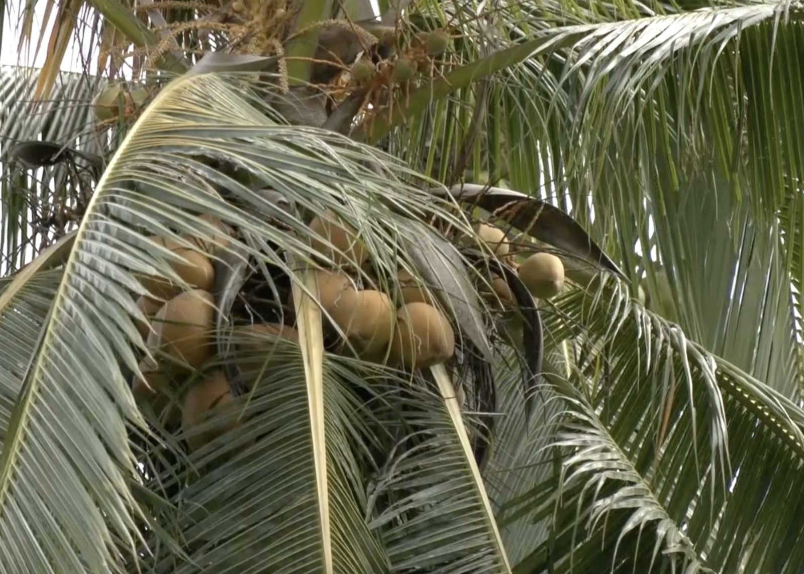 'Cocolisap' infests coconut trees in Zamboanga peninsula