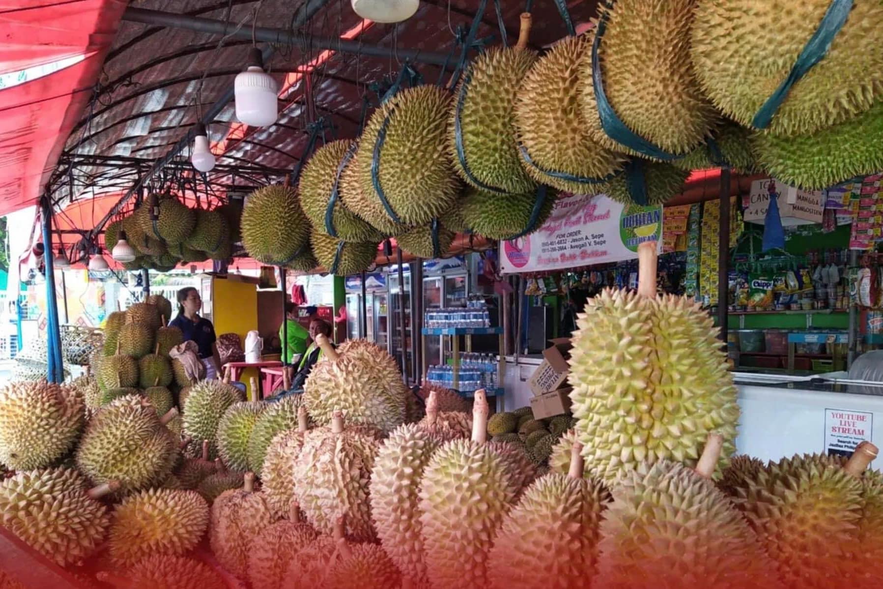 Some farmers in Davao City shift to durian farming due to export potential