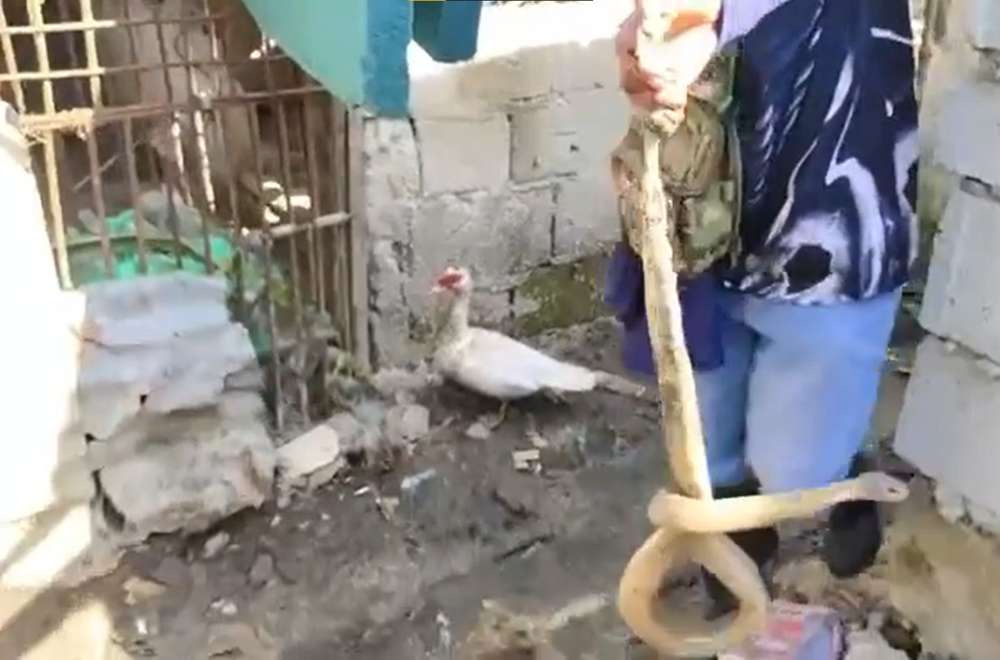 Cobra captured after death of 27-year-old man