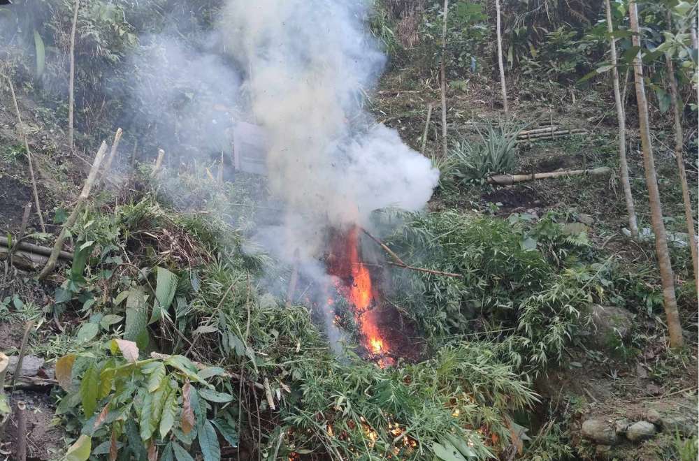 Authorities uncover 3 marijuana plantations in Ilocos Sur