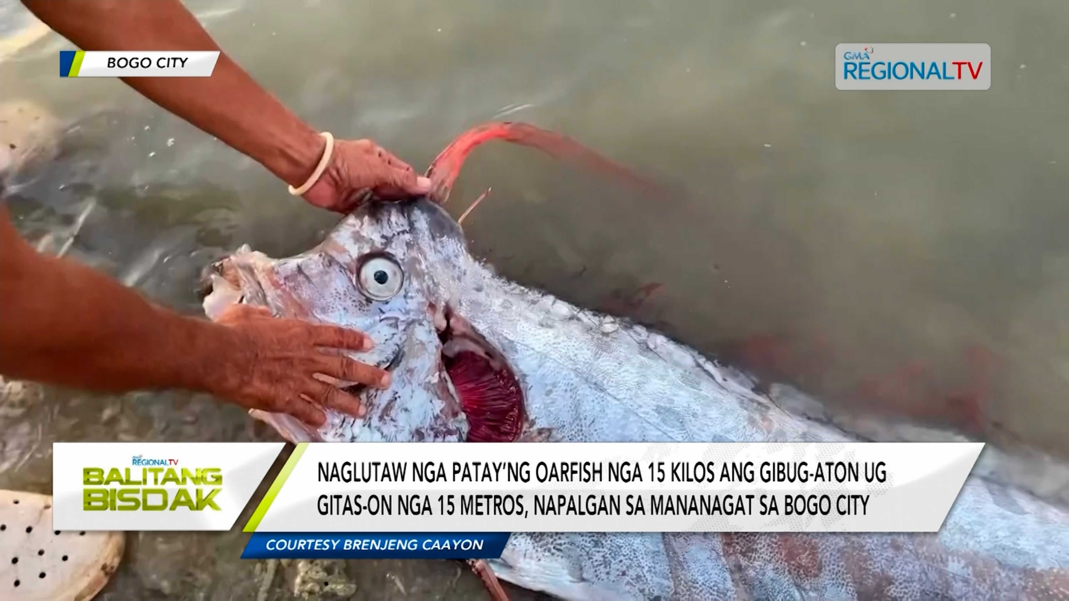 Oarfish, nalakip sa pukot sa mananagat sa Bogo City