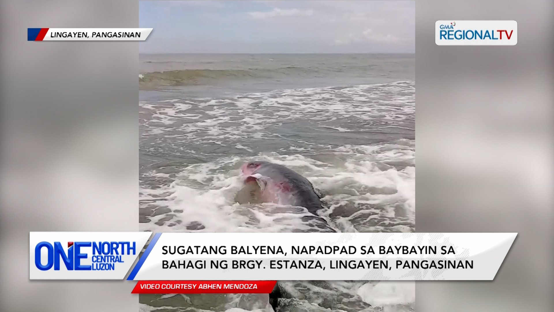 Sugatang balyena, napadpad sa baybayin sa bahagi ng Lingayen, Pangasinan