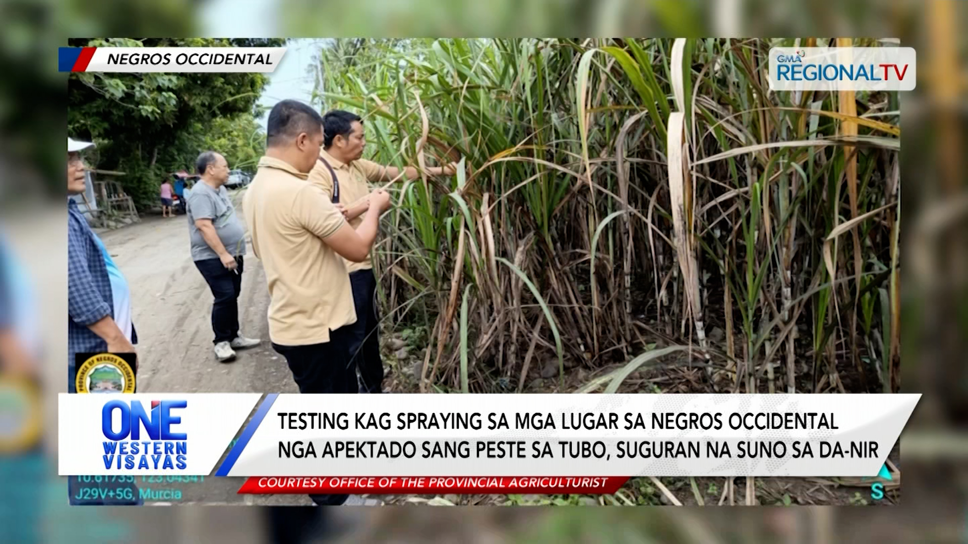 Spraying sa mga lugar sa Negros Occidental nga apektado sang peste sa tubo