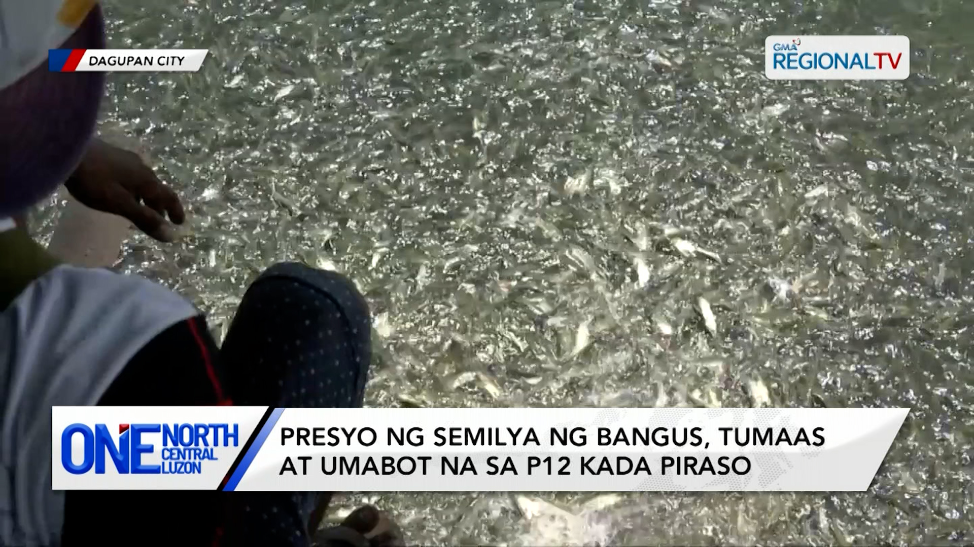 Presyo ng semilya ng bangus, tumaas at umabot na sa P12 kada piraso ...
