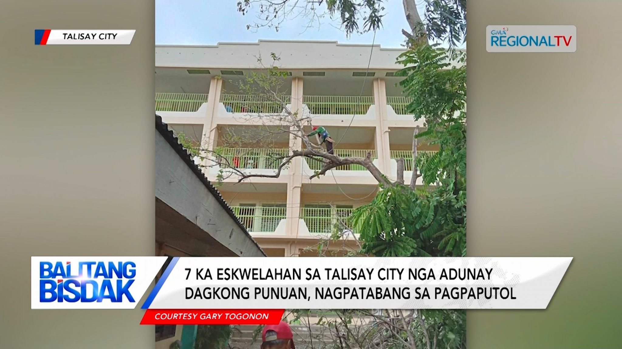 Mga daang punoan sa mga eskwelahan sa Talisay, gipangputol