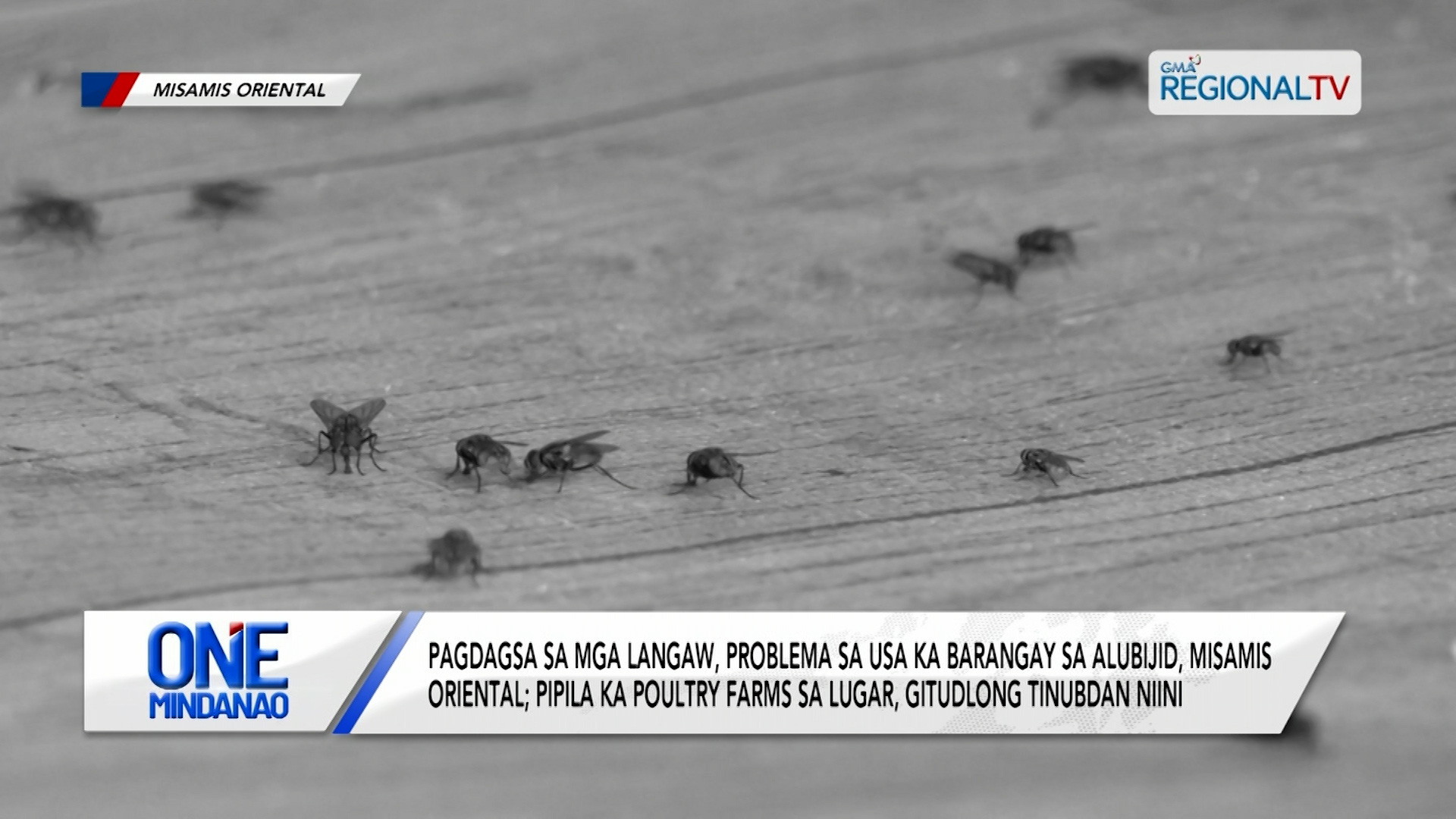 Pagdagsa sa mga langaw, problema sa usa ka barangay sa Alubijid ...