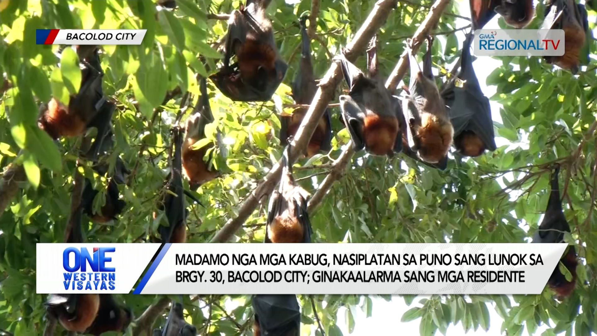 Madamo nga mga kabug, nasiplatan sa puno sang lunok sa Brgy. 30 ...