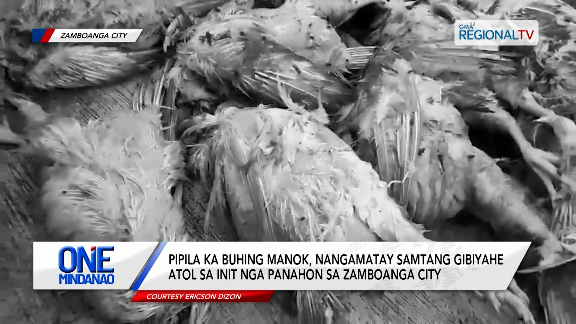 Pipila ka buhing manok, nangamatay atol sa init nga panahon sa ...
