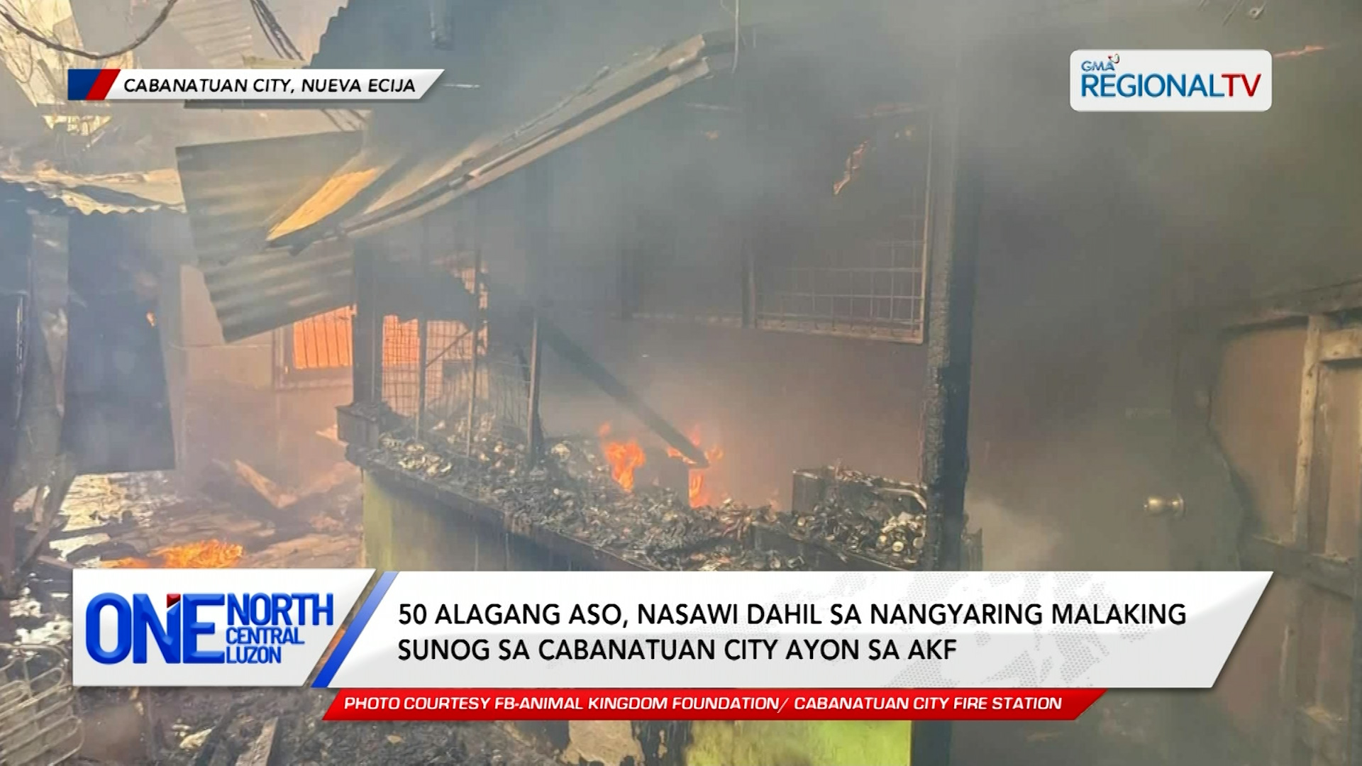 50 alagang aso, nasawi dahil sa sunog sa Cabanatuan City ayon sa AKF ...