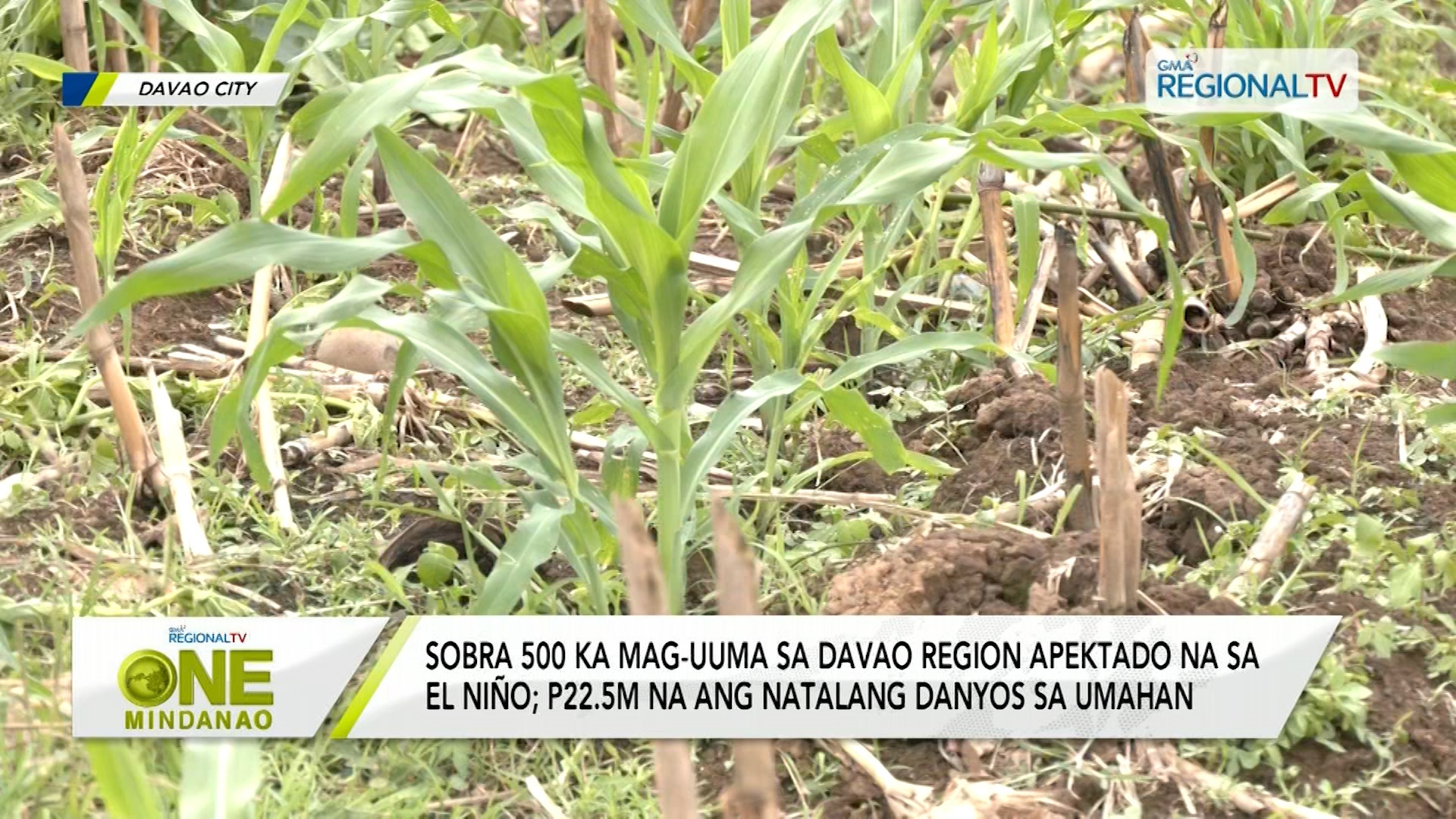 Sobra 500 ka mag-uuma sa Davao Region apektado na sa El Niño