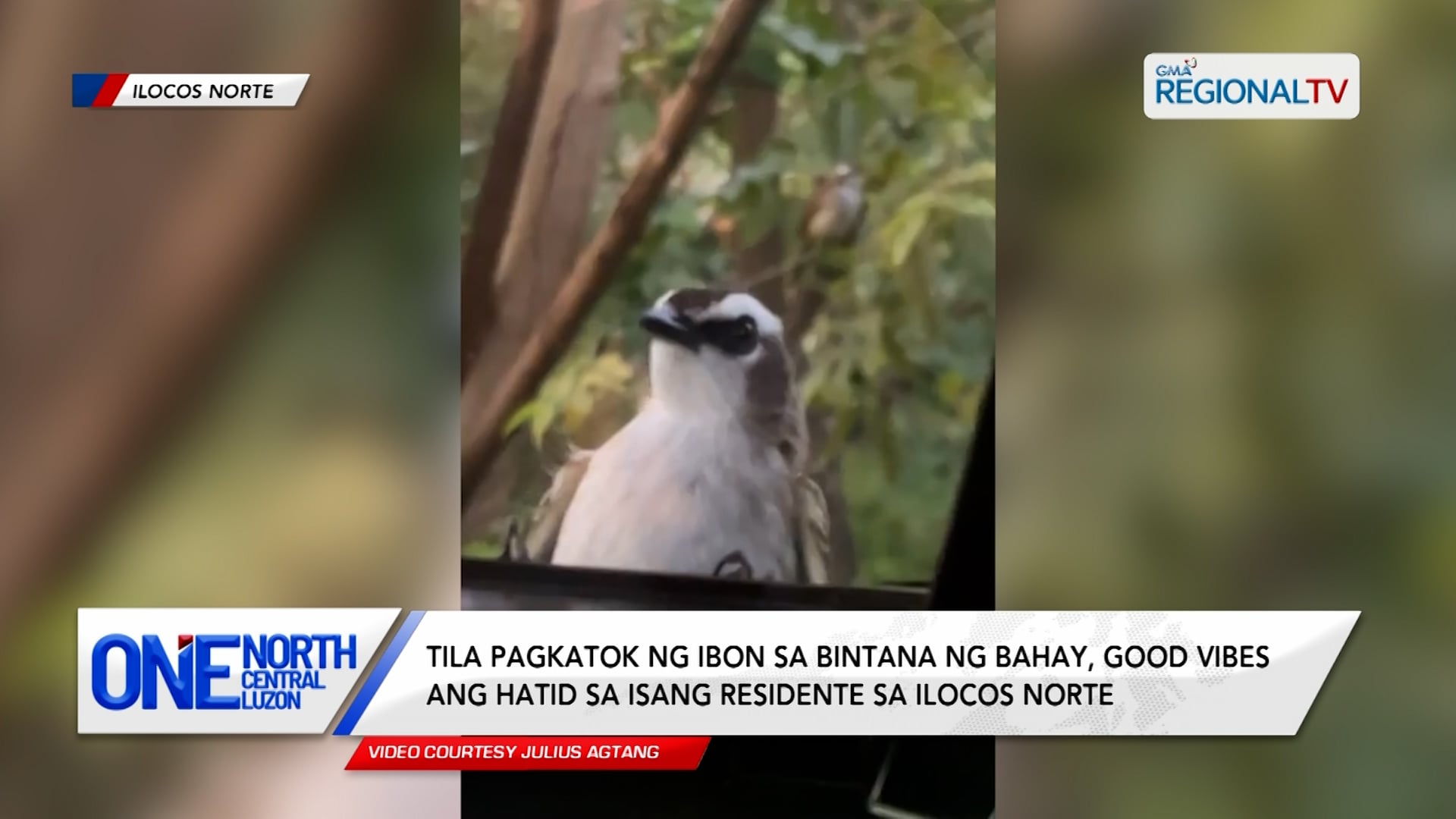 Tila pagkatok ng ibon sa bintana ng bahay, good vibes ang hatid