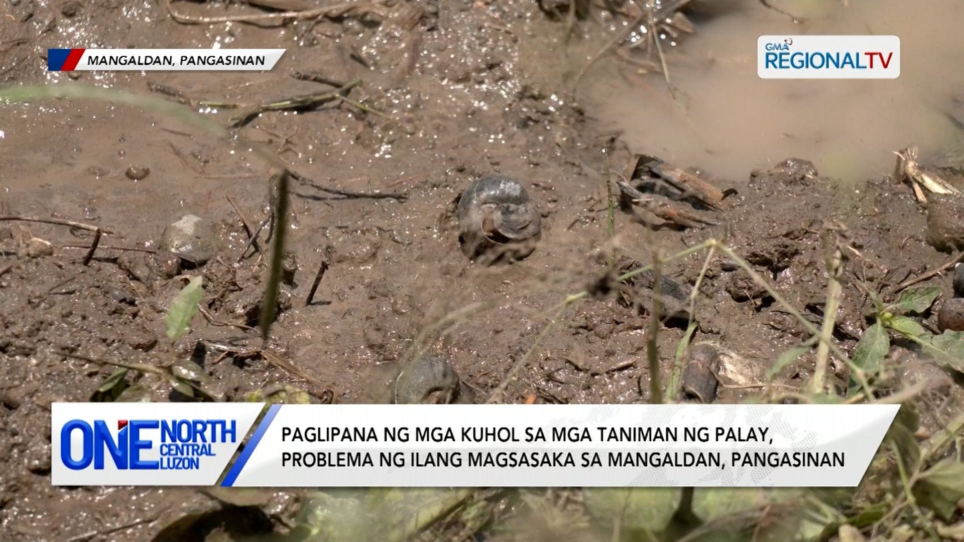 Paglipana ng mga kuhol sa mga taniman ng palay, problema ng ilang magsasaka