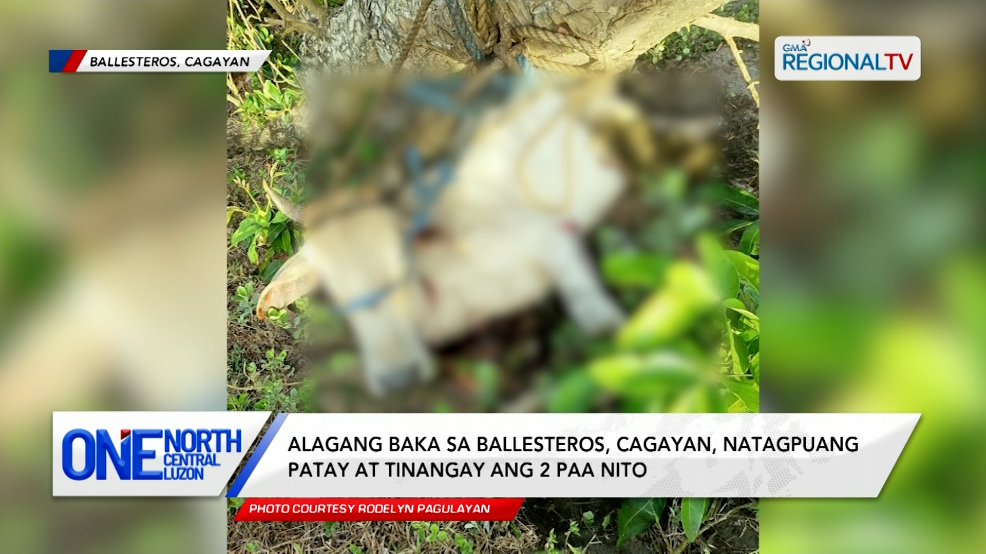 Alagang baka sa Cagayan, natagpuang patay at tinangay ang 2 paa nito ...