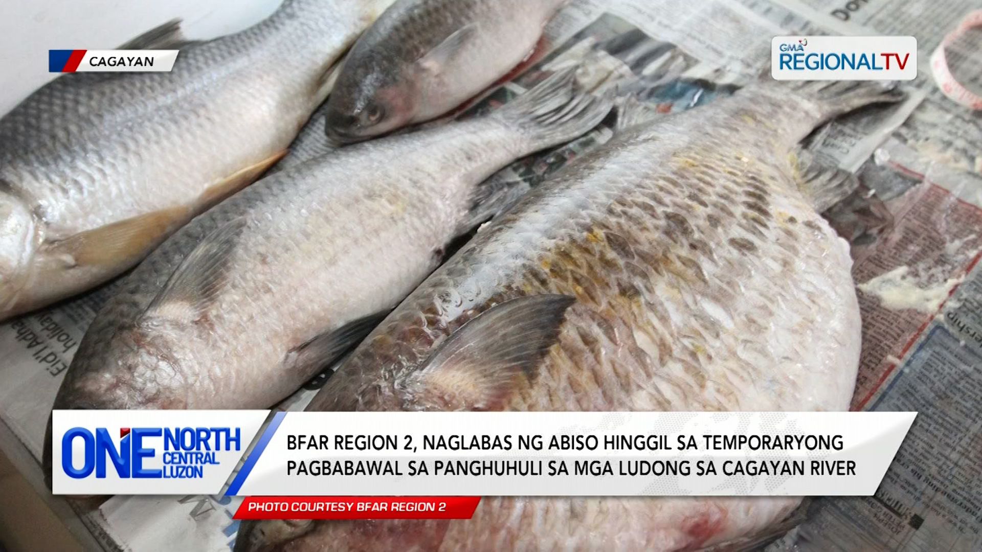 BFAR-2, naglabas ng abiso hinggil sa pagbabawal sa panghuhuli ng ludong ...