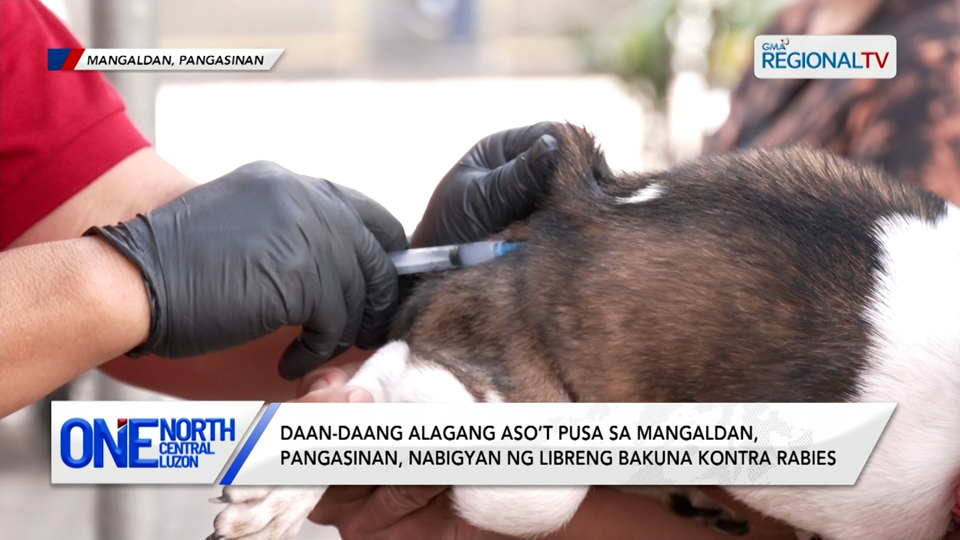 Alagang aso’t pusa sa Mangaldan, nabigyan ng libreng bakuna kontra ...