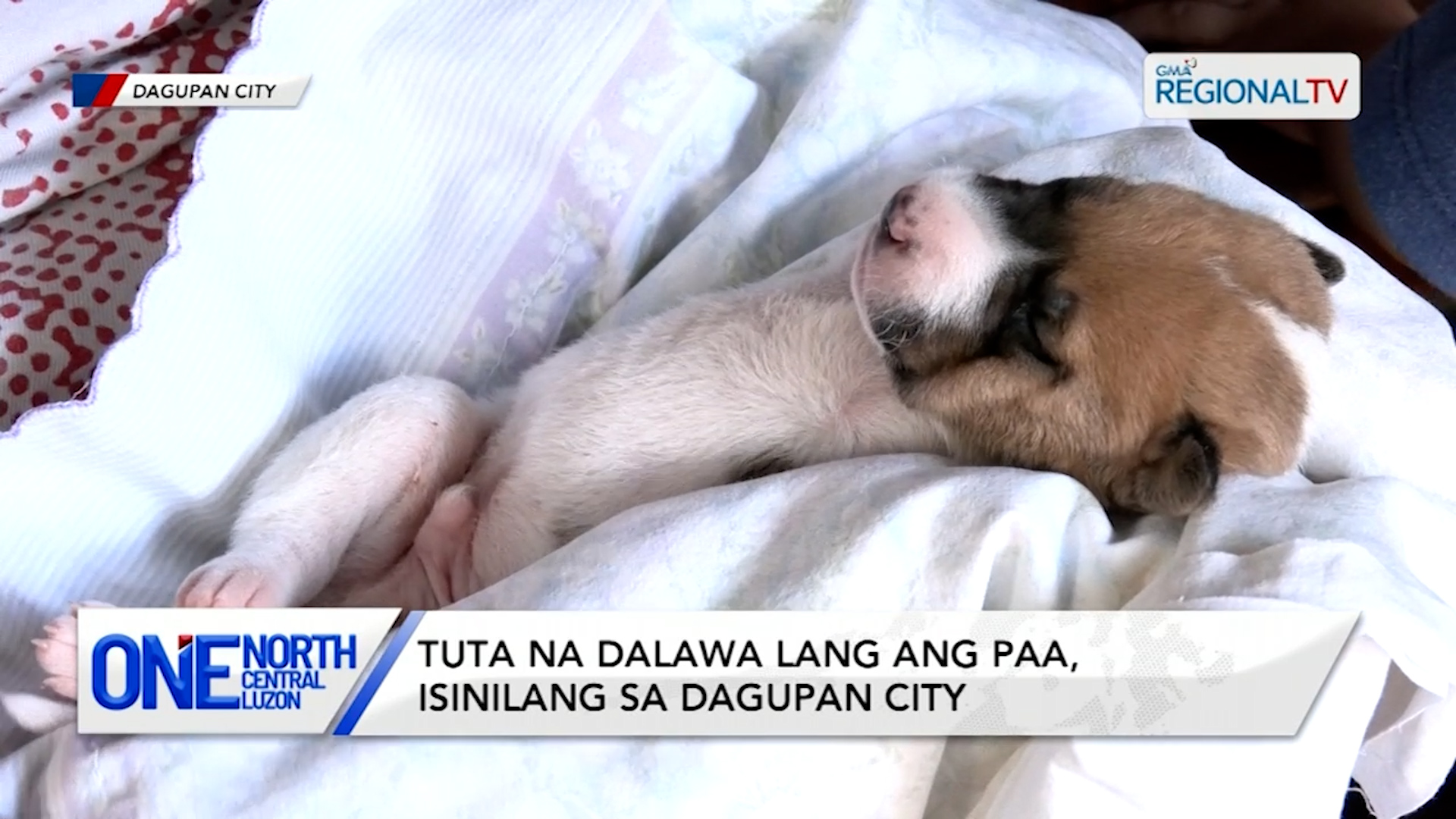 Tuta na dalawa lang ang paa, isinilang sa Dagupan City | One North ...