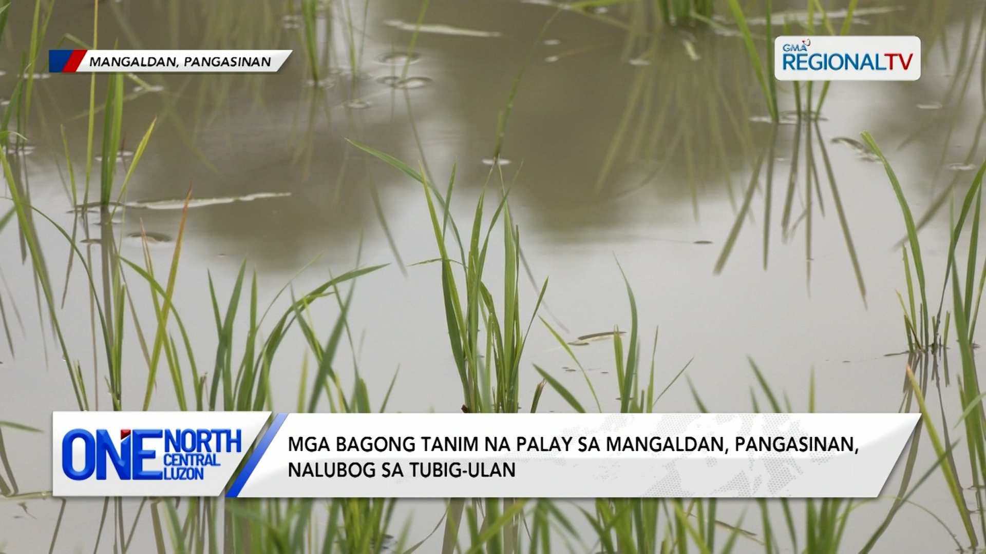 Mga bagong tanim na palay sa Mangaldan, Pangasinan, nalubog sa tubig ...