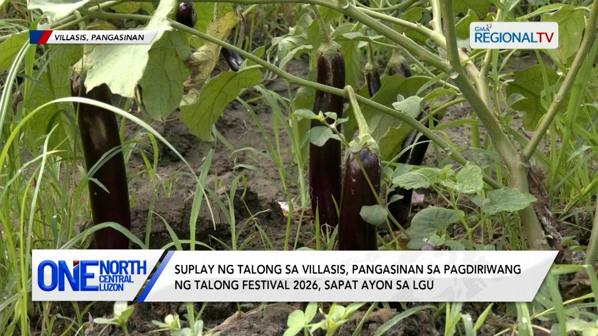 Suplay ng talong sa pagdiriwang ng Talong Festival 2026, sapat ayon sa ...
