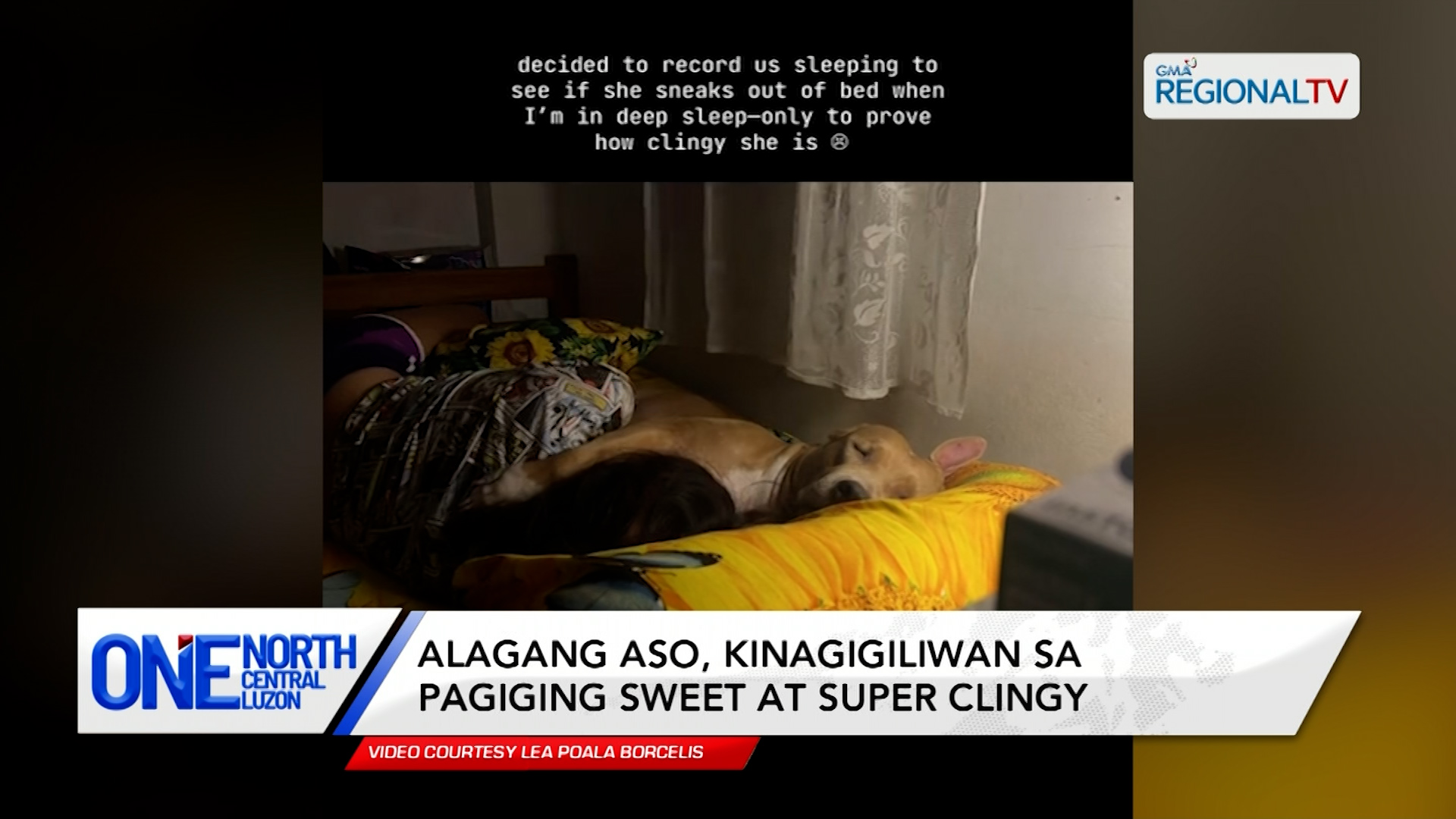 Alagang aso, kinagigiliwan sa pagiging sweet at super clingy | One ...