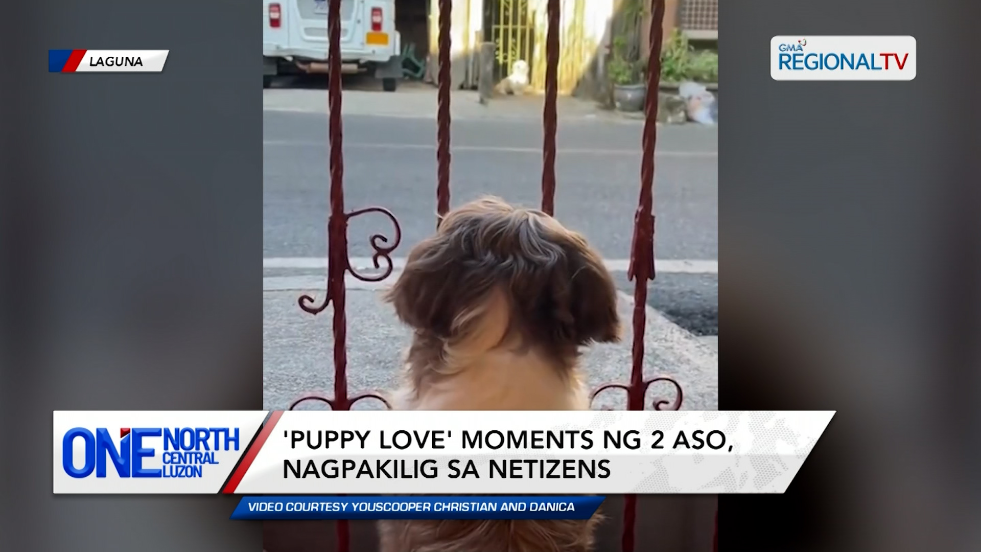 'Puppy love' moments ng 2 aso, nagpakilig sa netizens | One North ...