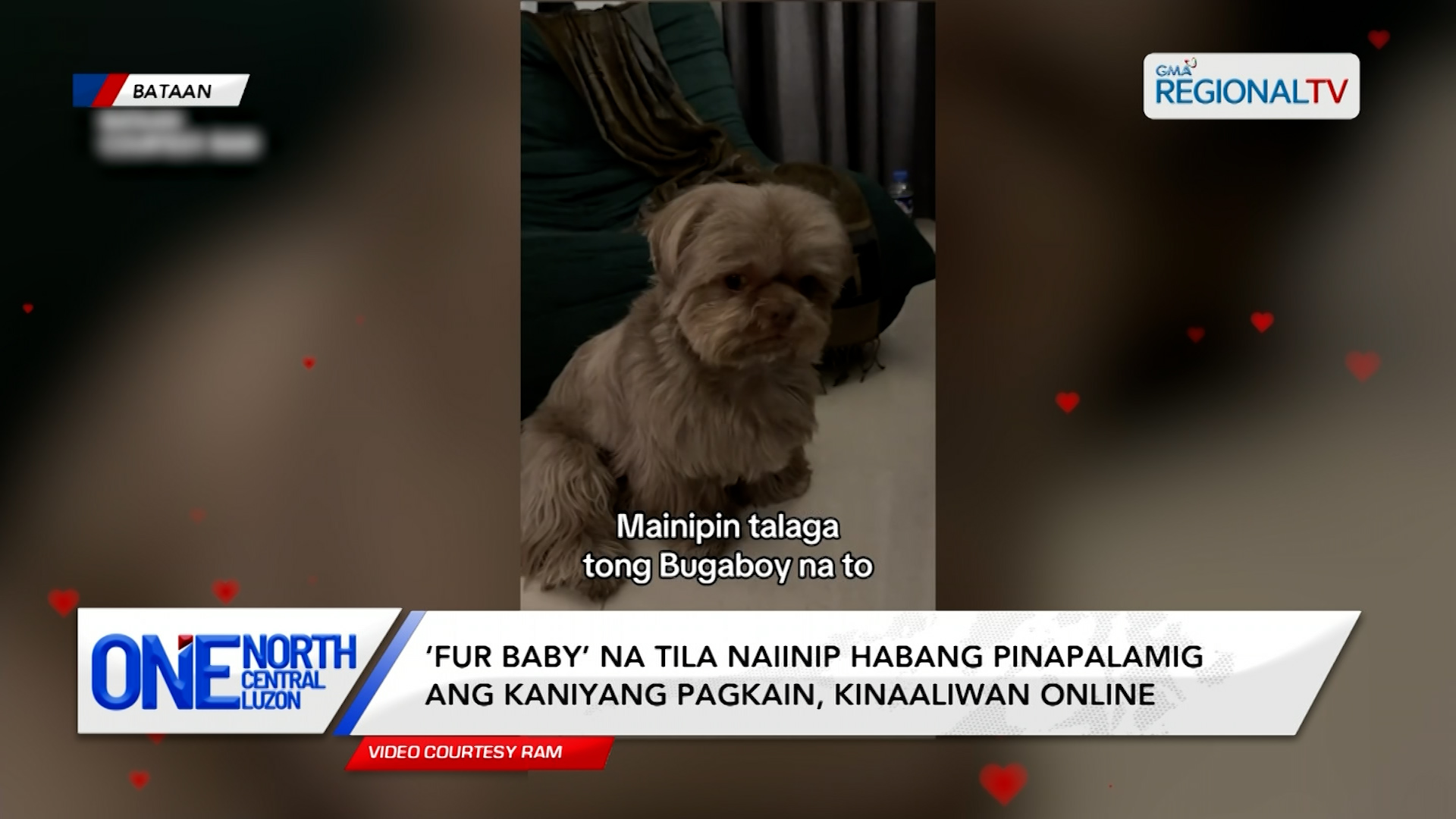 ‘Fur baby’ na tila naiinip habang pinapalamig ang pagkain, kinaaliwan ...