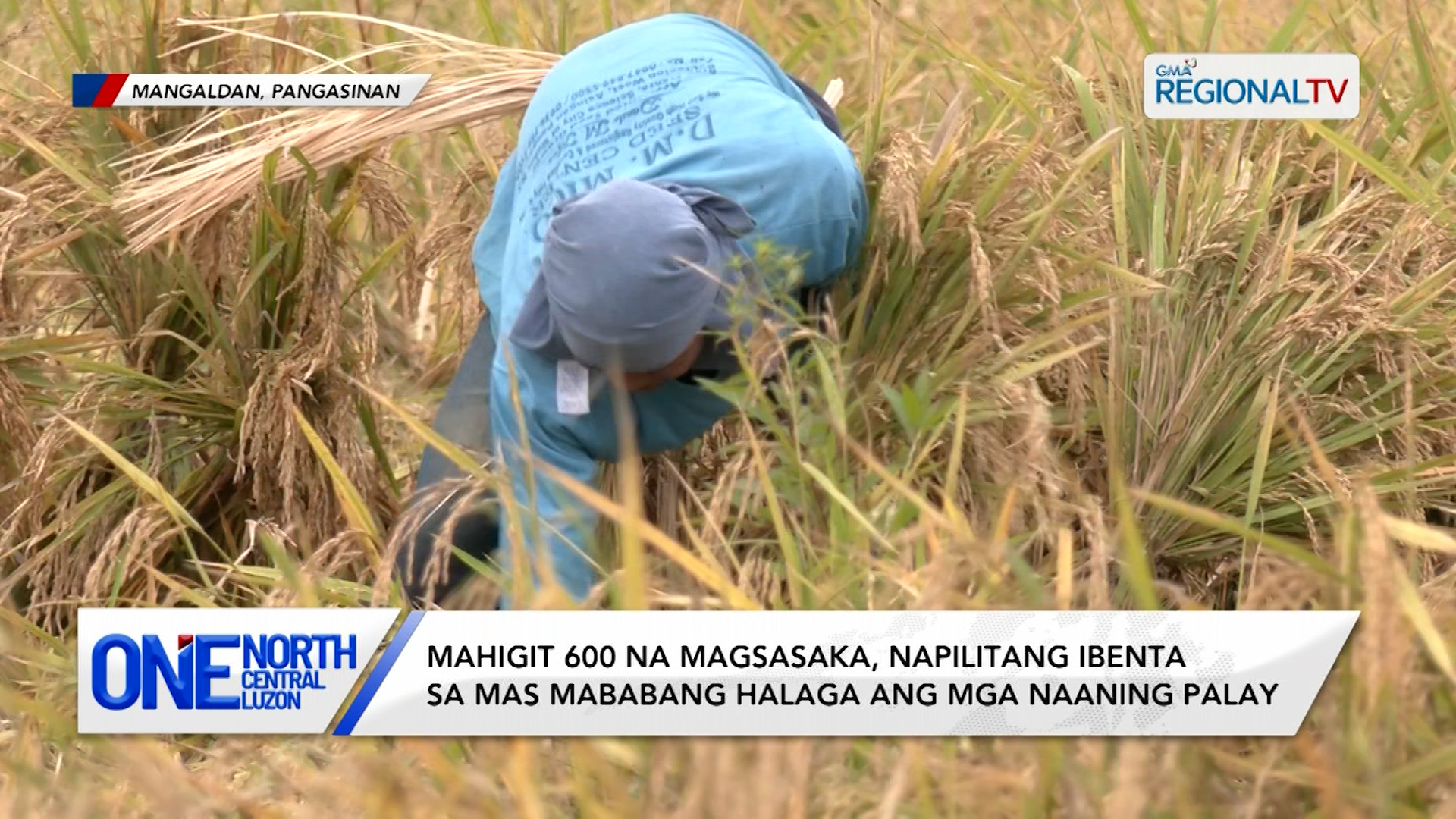 Ilang magsasaka, ibinenta sa mas mababang halaga ang mga aning palay