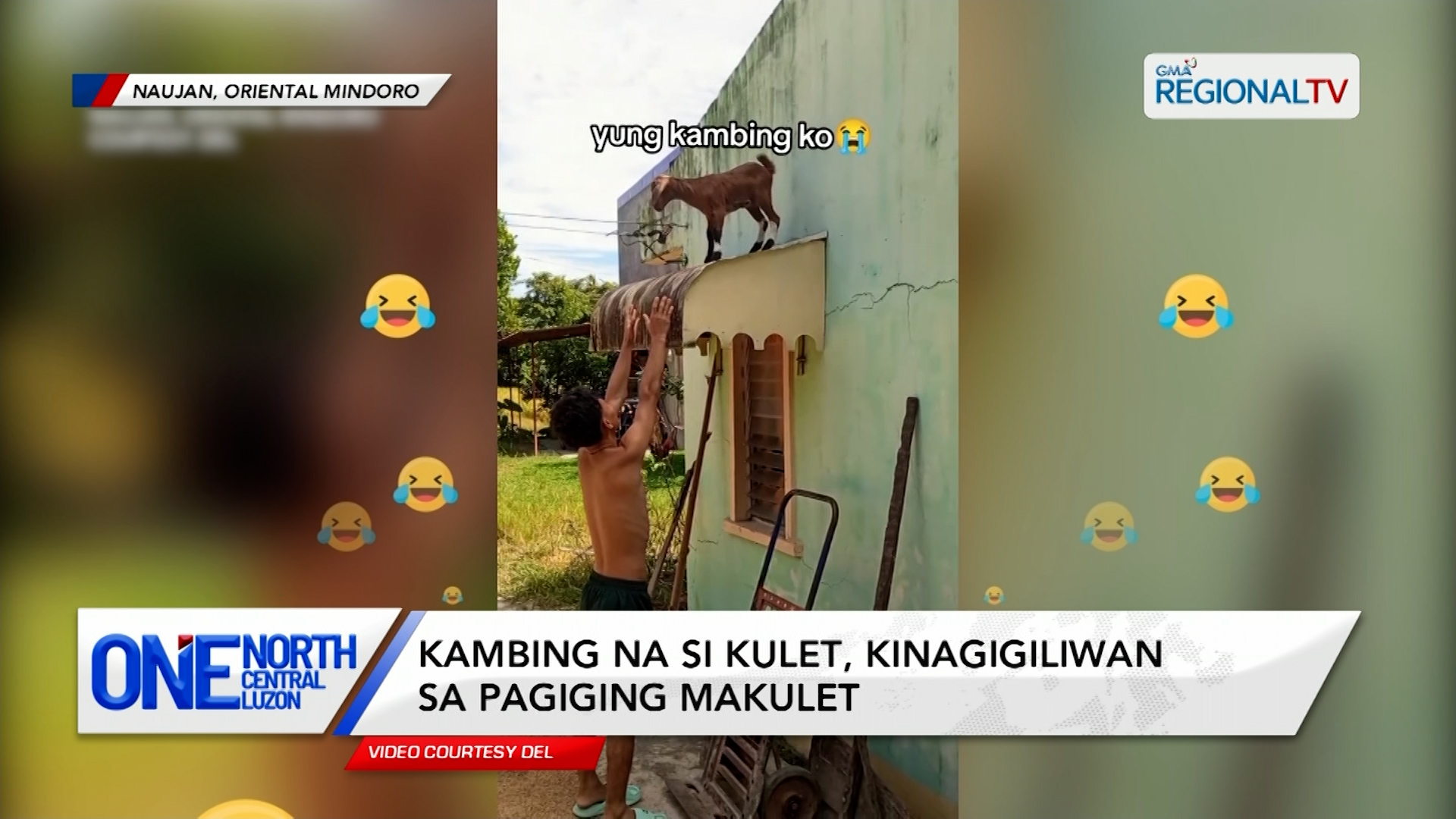 Kambing na si kulet, kinagigiliwan sa pagiging makulet | One North Central Luzon