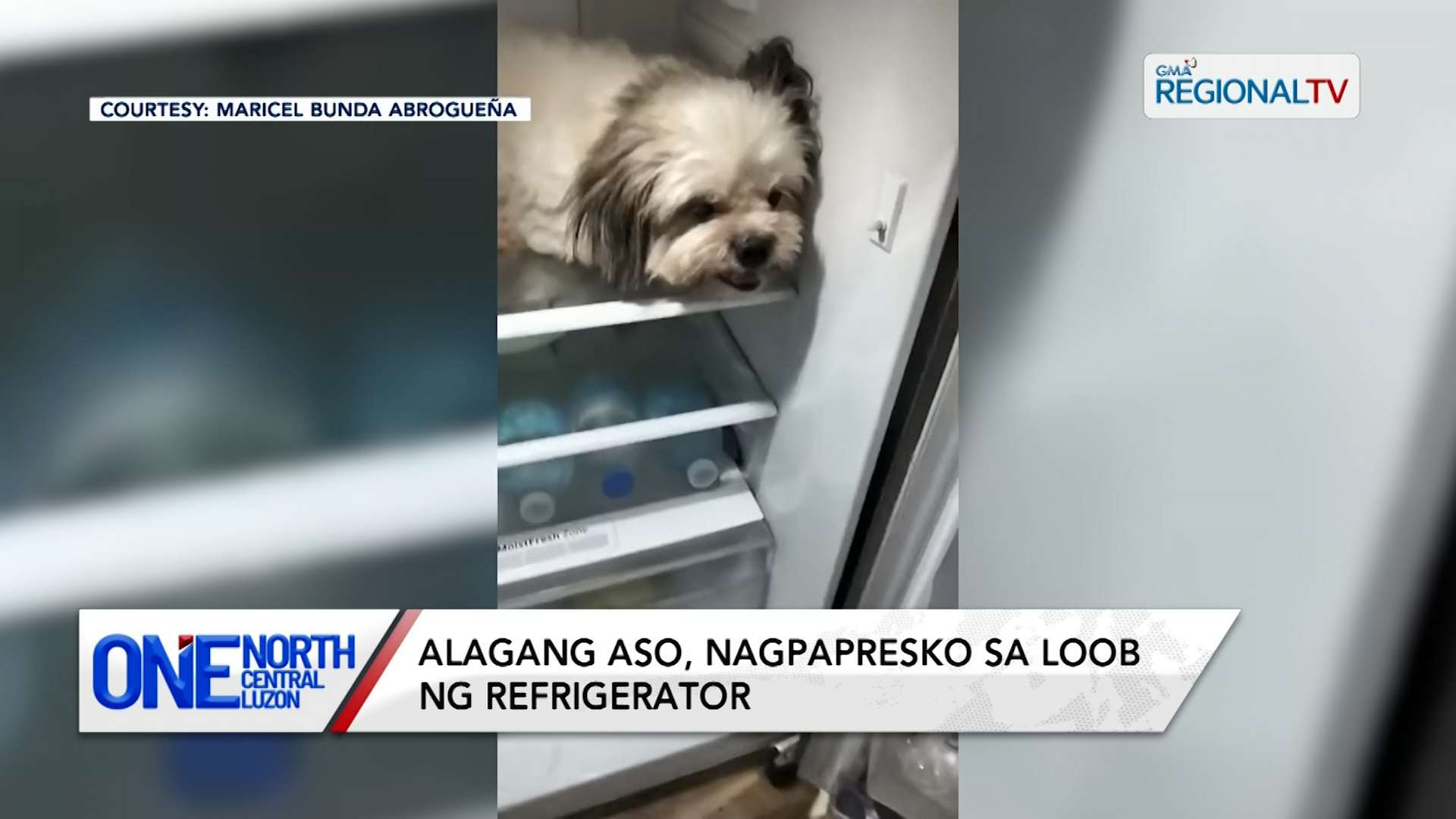 Alagang aso, nagpapresko sa loob ng refrigerator | One North Central Luzon