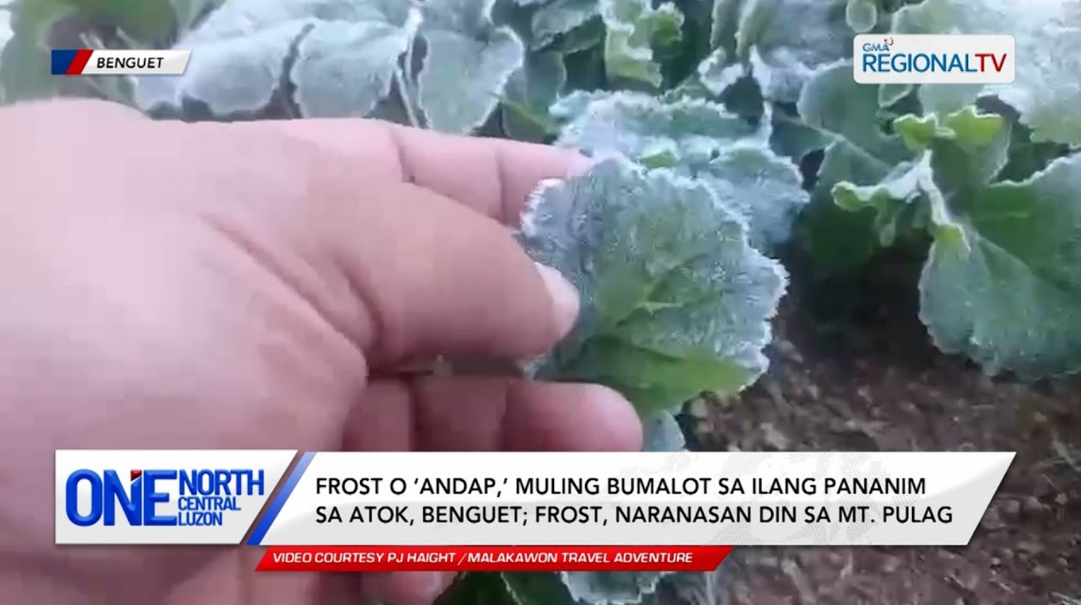 Frost o ‘andap,’ muling bumalot sa ilang pananim sa Atok, Benguet