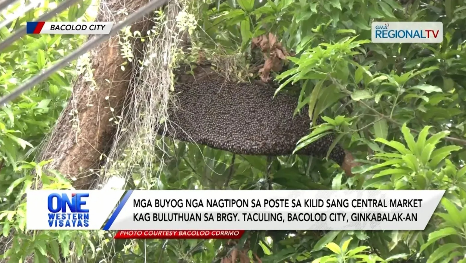 Mga buyog nga nagtipon buluthuan sa Brgy. Taculing, Bacolod City ...