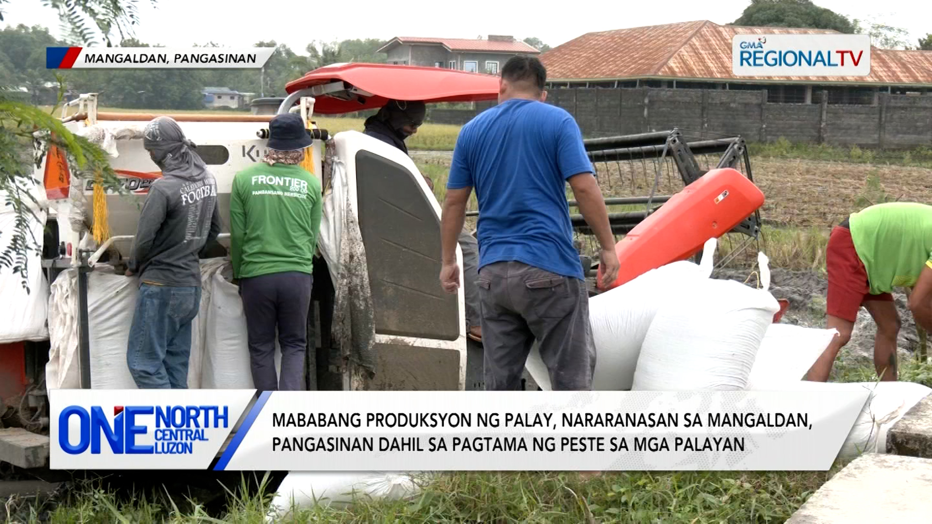 Mababang produksyon ng palay, nararanasan dahil sa pagtama ng peste | One North Central Luzon