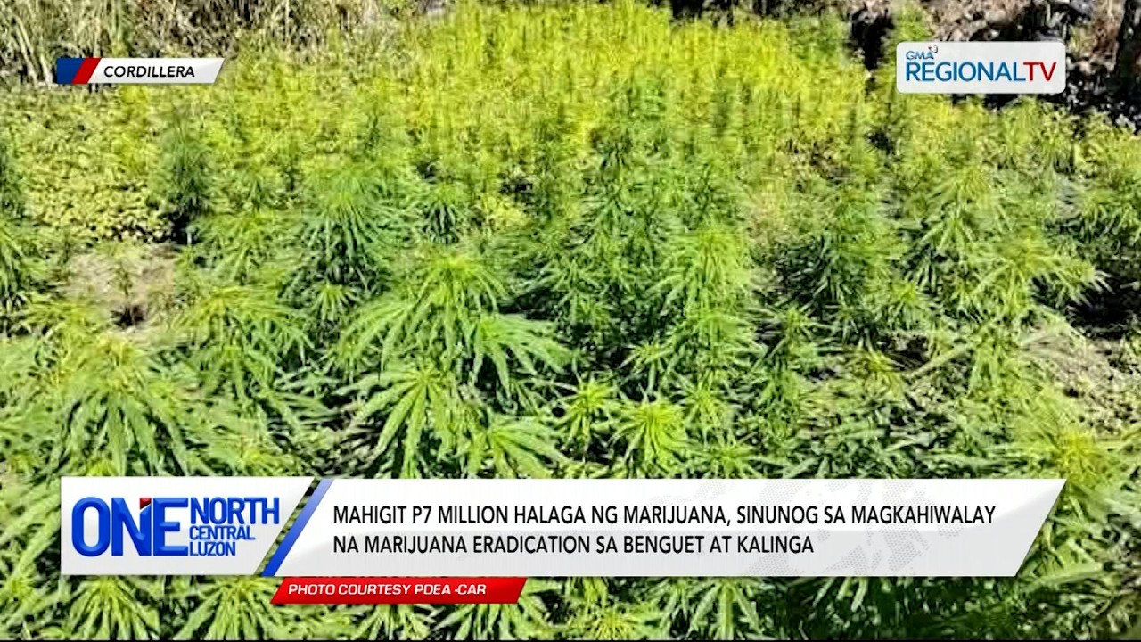 Mahigit P7 million halaga ng marijuana, sinunog sa Benguet at Kalinga ...
