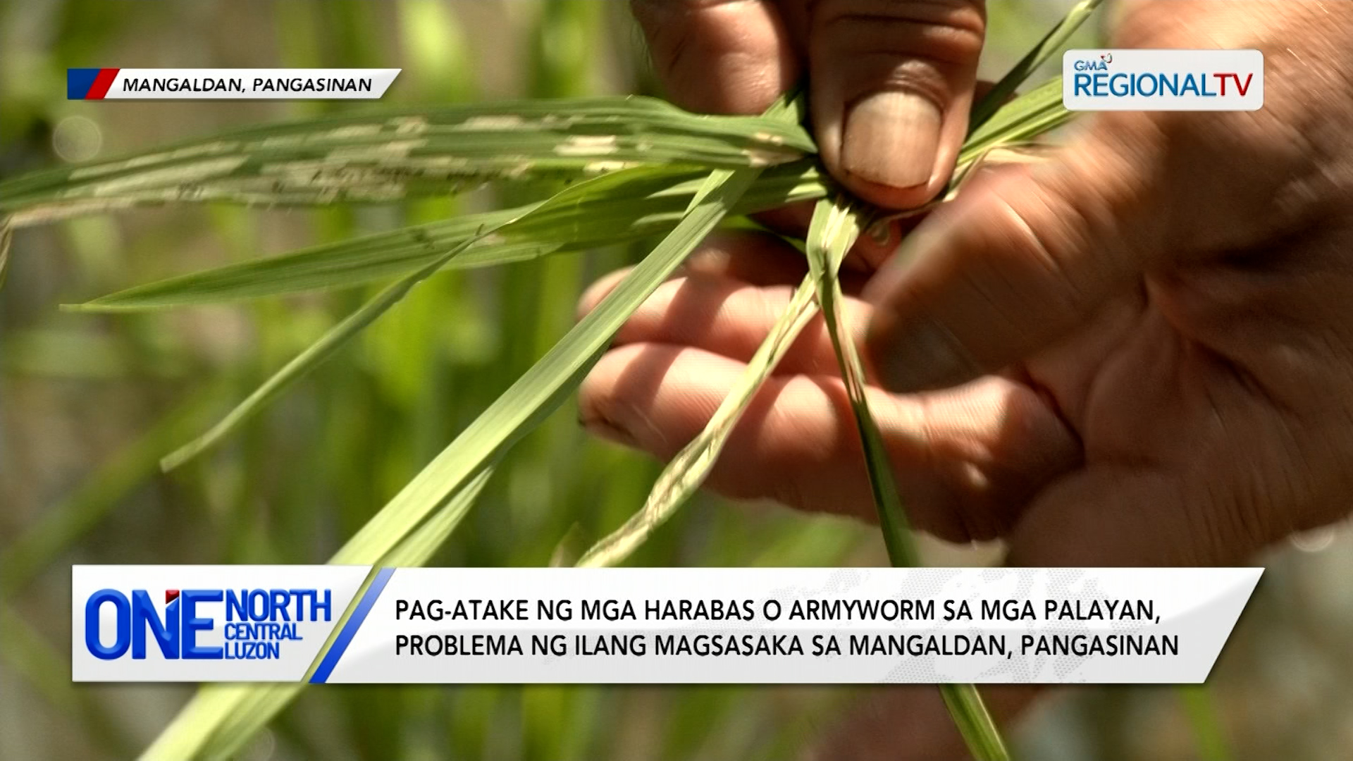Pag-atake ng mga harabas o armyworm sa mga palayan, problema