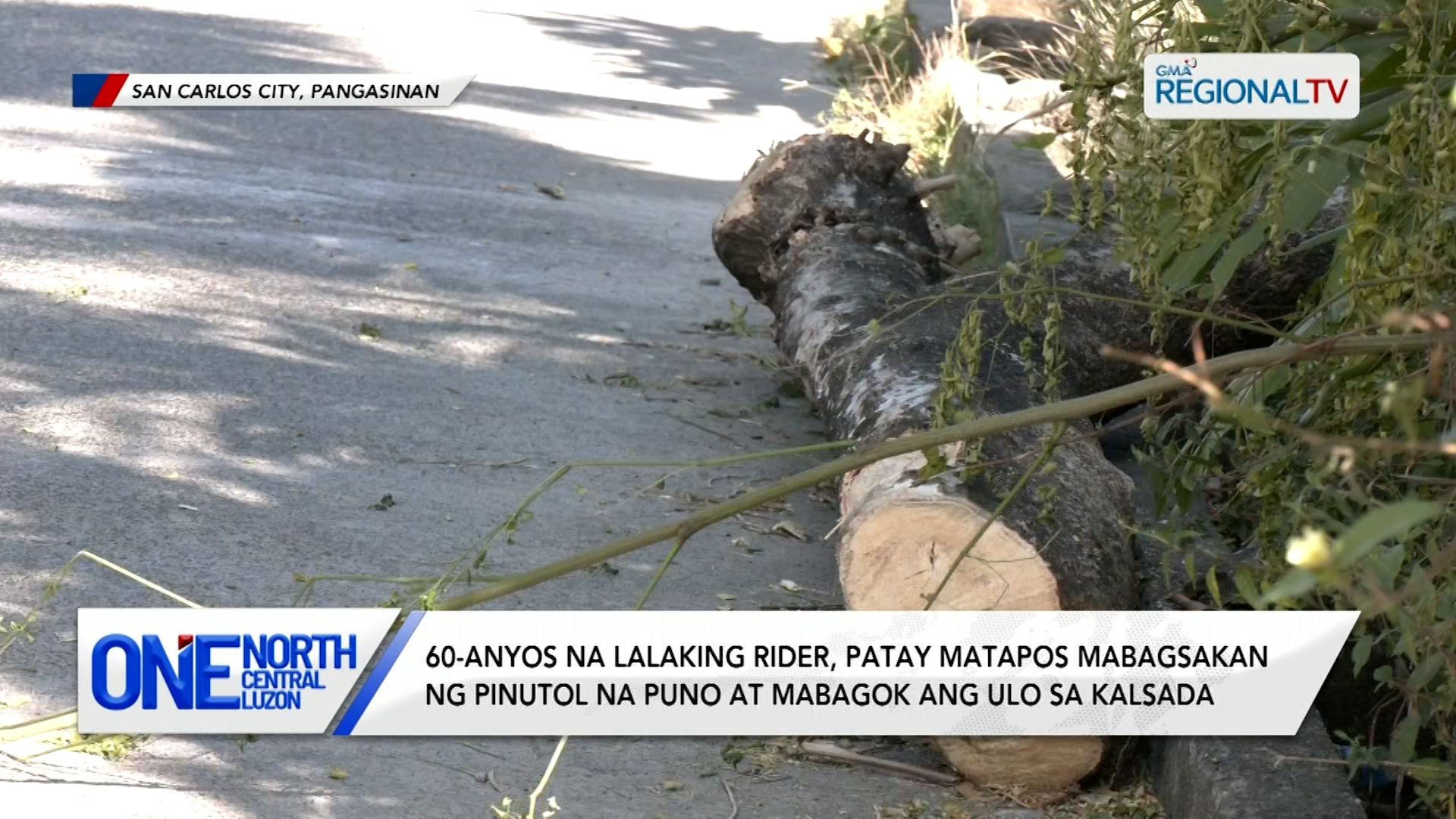Rider, patay matapos mabagsakan ng pinutol na puno at mabagok ang ulo ...
