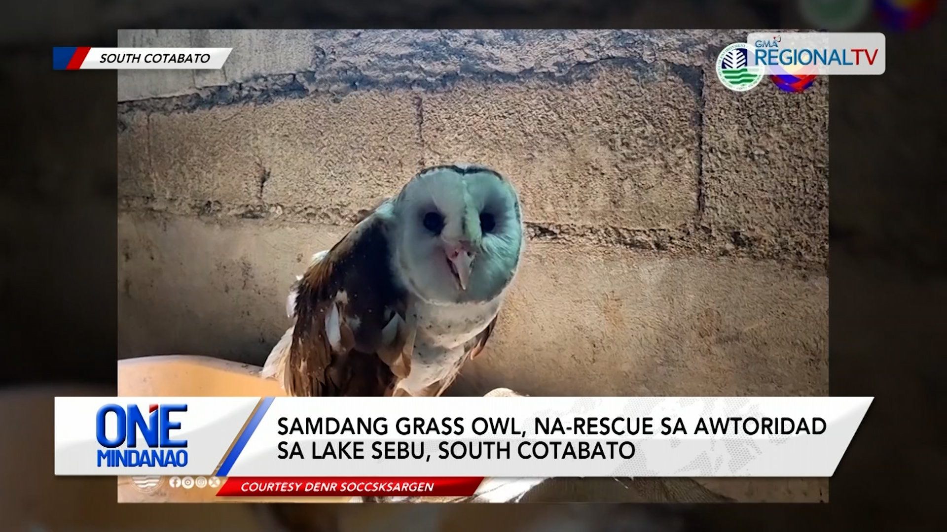 Samdang grass owl, na-rescue sa awtoridad I One Mindanao