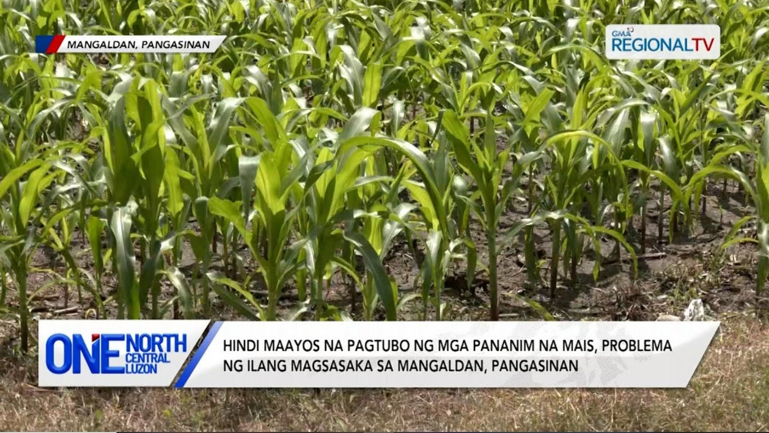 Hindi maayos na pagtubo ng mga pananim na mais, problema ng mga ...