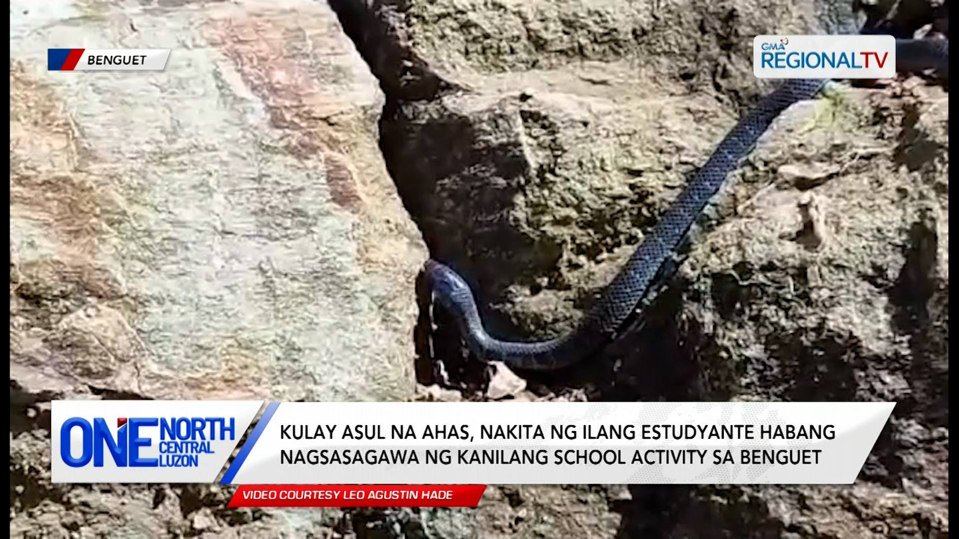 Kulay asul na ahas, nakita ng ilang estudyante