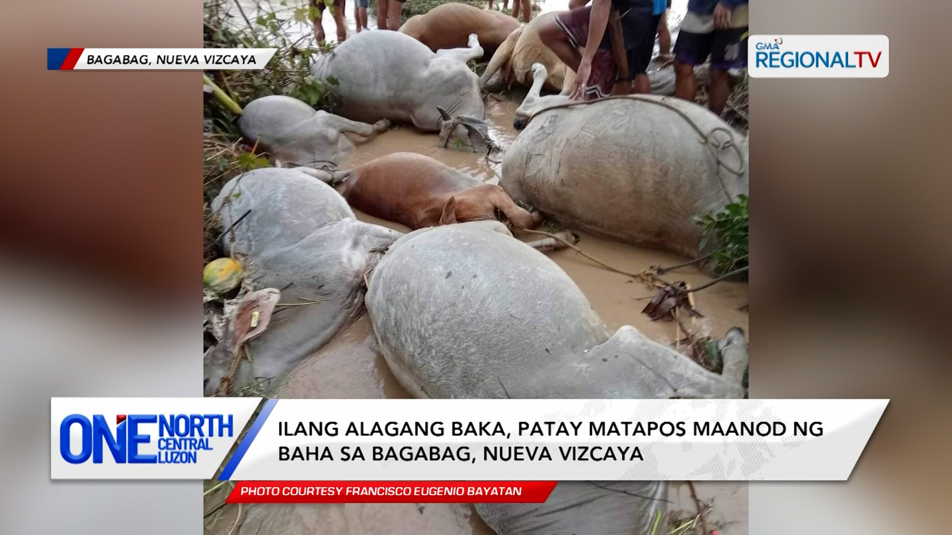 Ilang alagang baka, patay matapos maanod ng baha Ilang alagang baka, patay matapos maanod ng baha