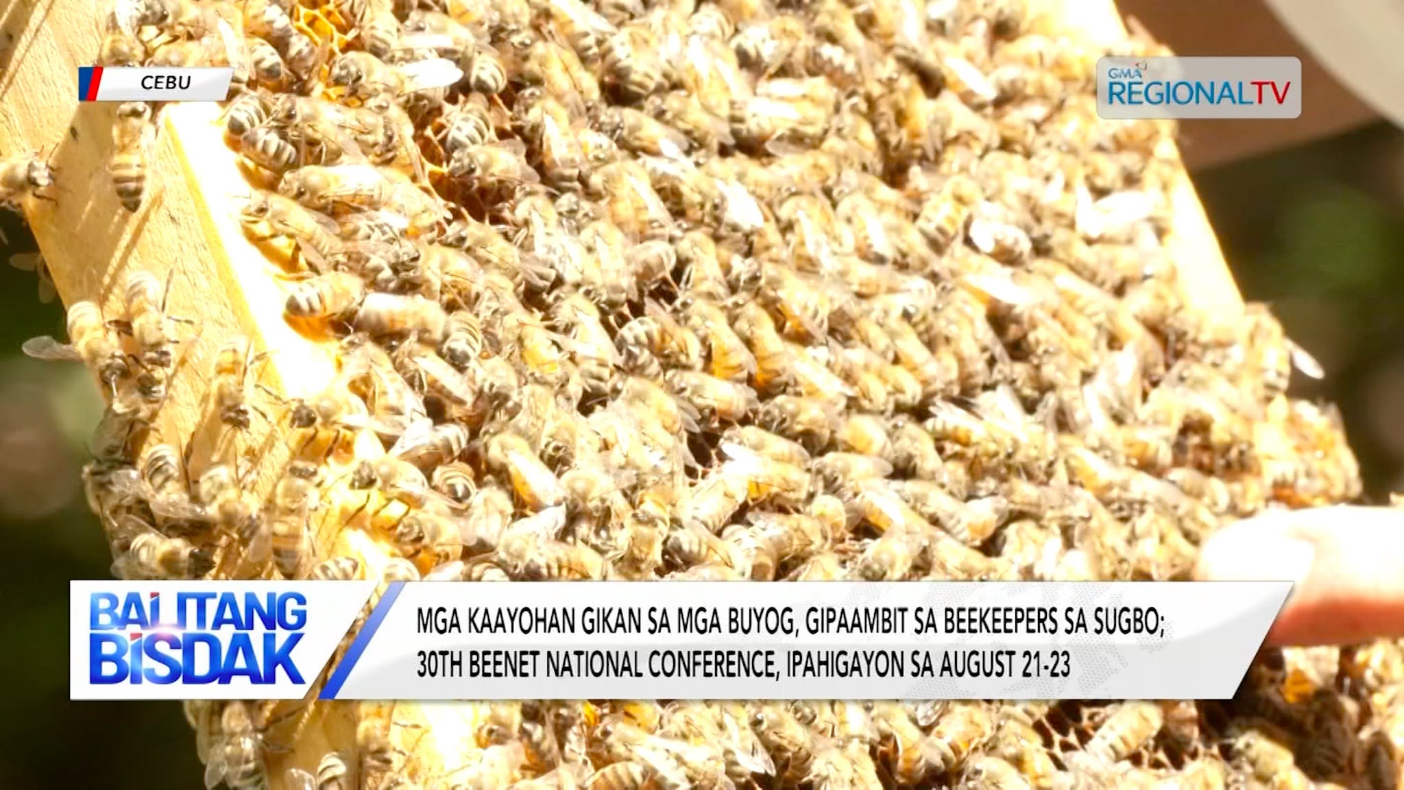 Mga kaayohan gikan sa mga buyog, gipaambit sa beekeepers sa Sugbo ...