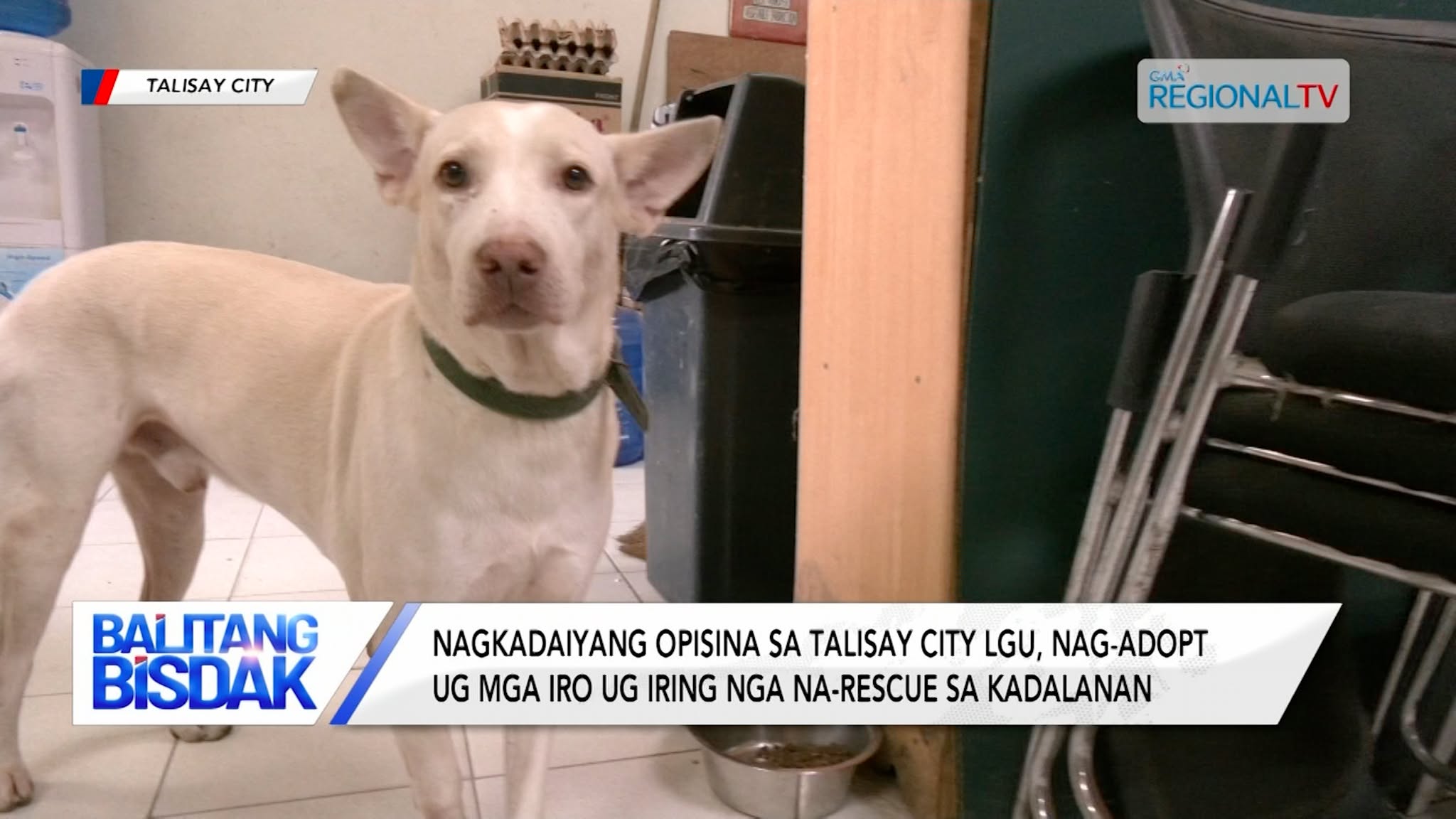 Pipila ka mga Kawani sa Talisay City Hall, Nagsagop og Libud-Suroy nga mga Iro | Balitang Bisdak