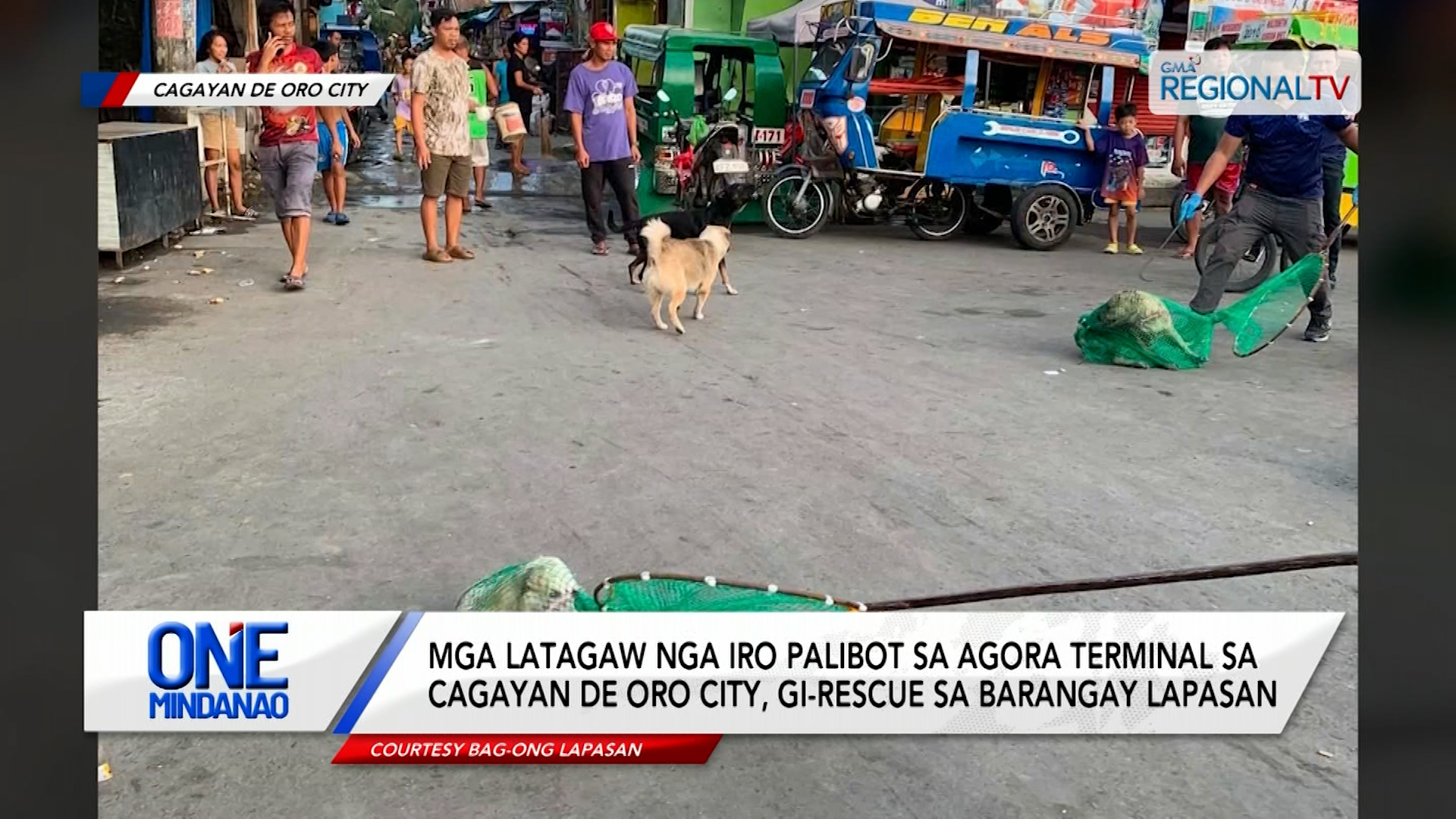 Mga latagaw nga iro palibot sa Agora Terminal, gi-rescue I One Mindanao