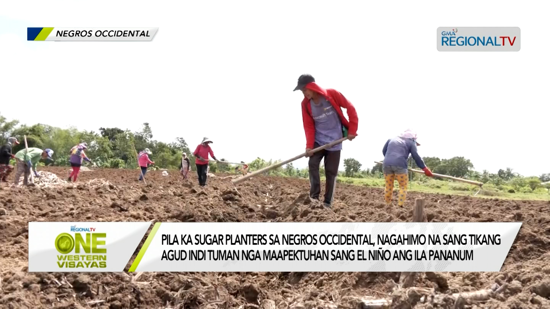 Sugar planters sa Negros Occidental, nagahimo na sang tikang kontra el niño Sugar planters sa Negros Occidental, nagahimo na sang tikang kontra el niño