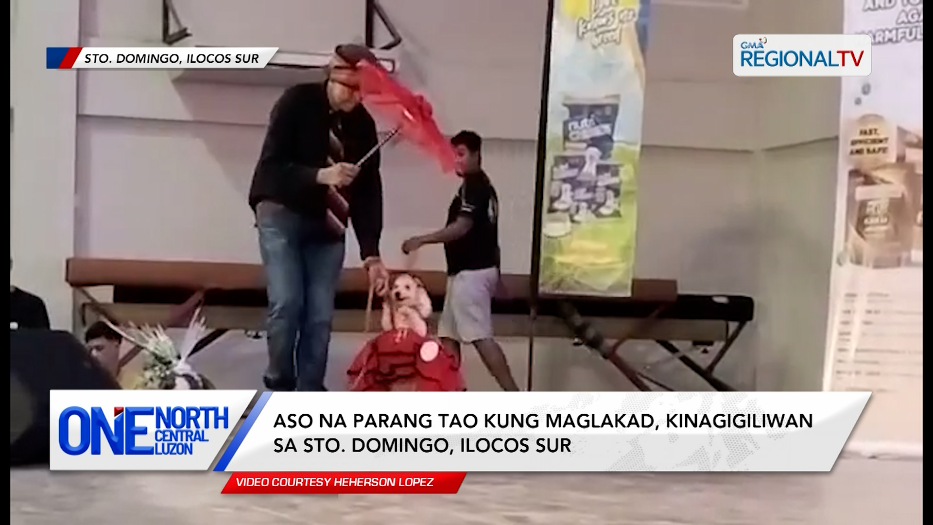 Aso na parang tao kung maglakad, kinagigiliwan sa Ilocos Sur.