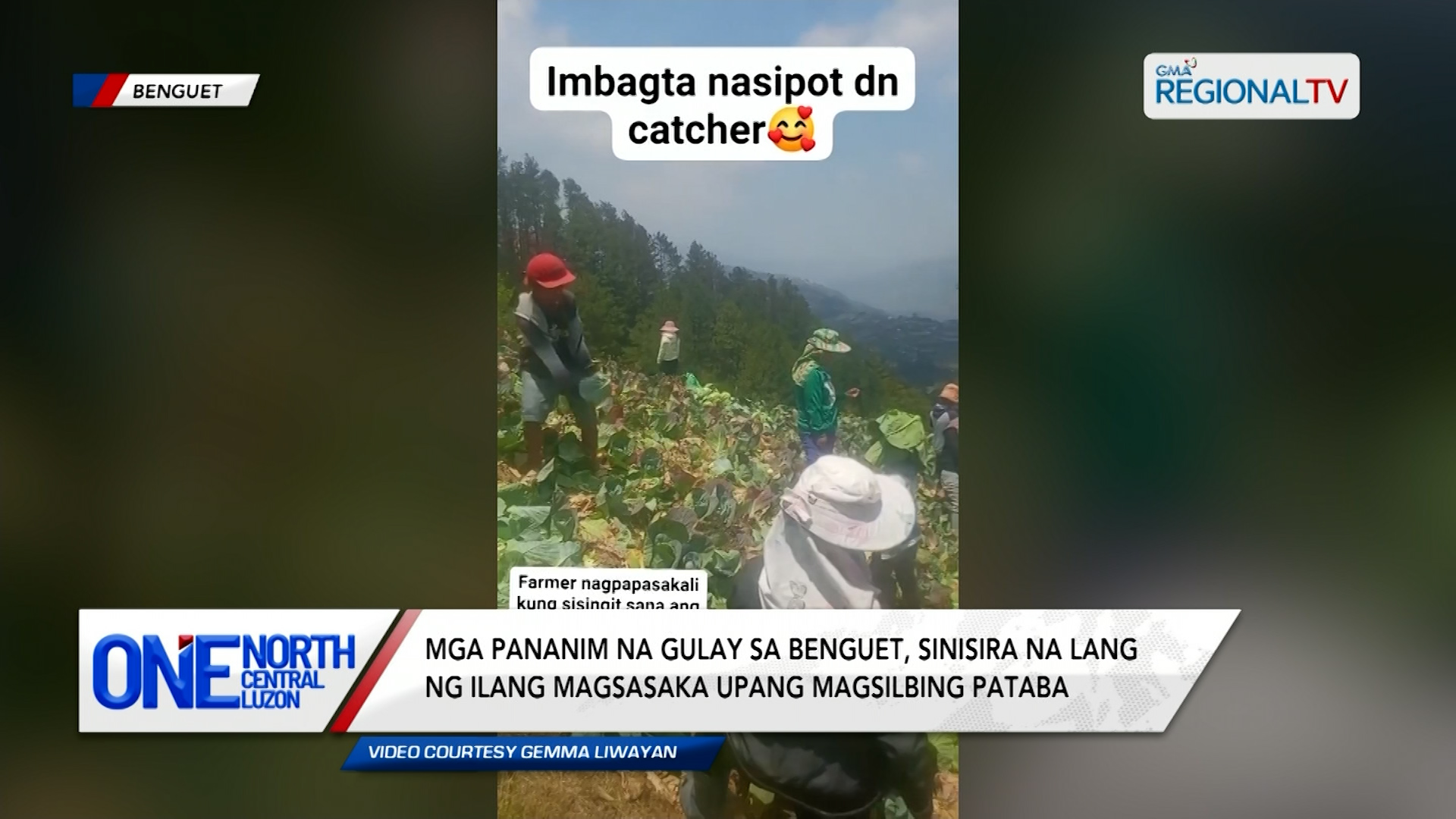 Mga pananim na gulay sa Benguet, sinisira upang magsilbing pataba | One ...