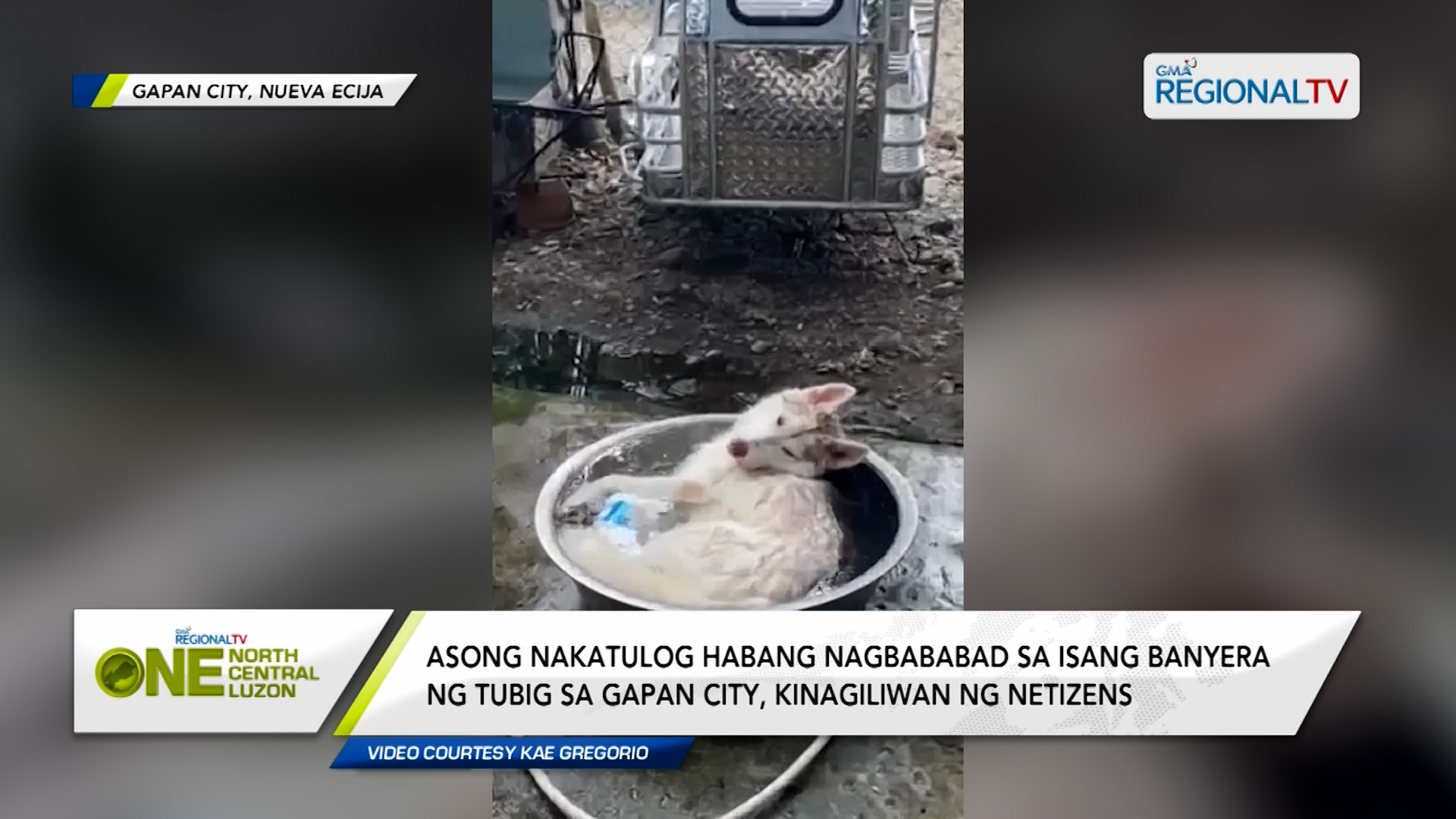 Asong nakatulog habang nagbababad sa isang banyera ng tubig, trending Asong nakatulog habang nagbababad sa isang banyera ng tubig, trending